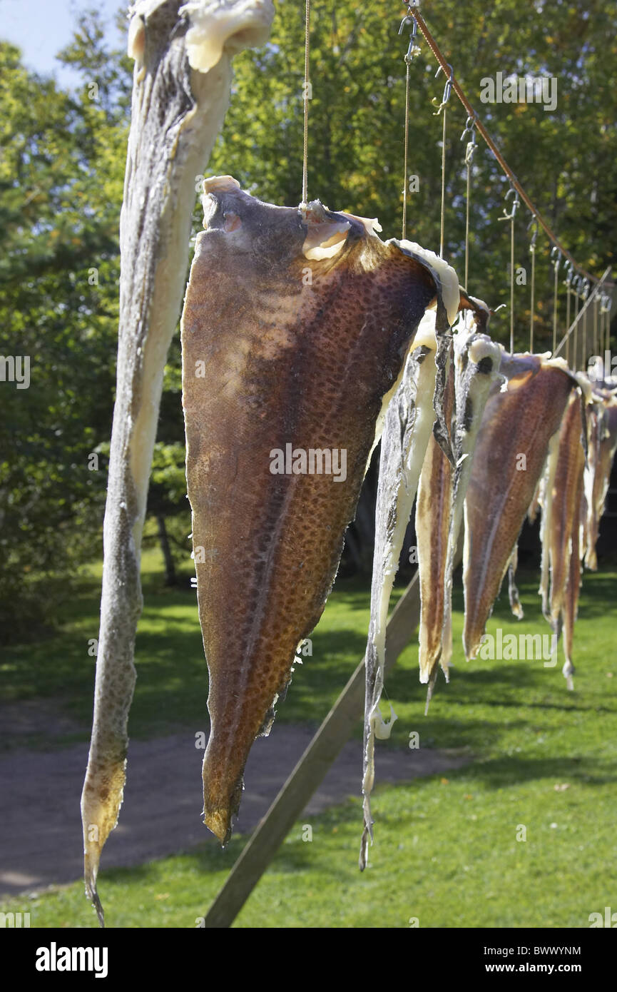 Fish drying nova scotia hi-res stock photography and images - Alamy