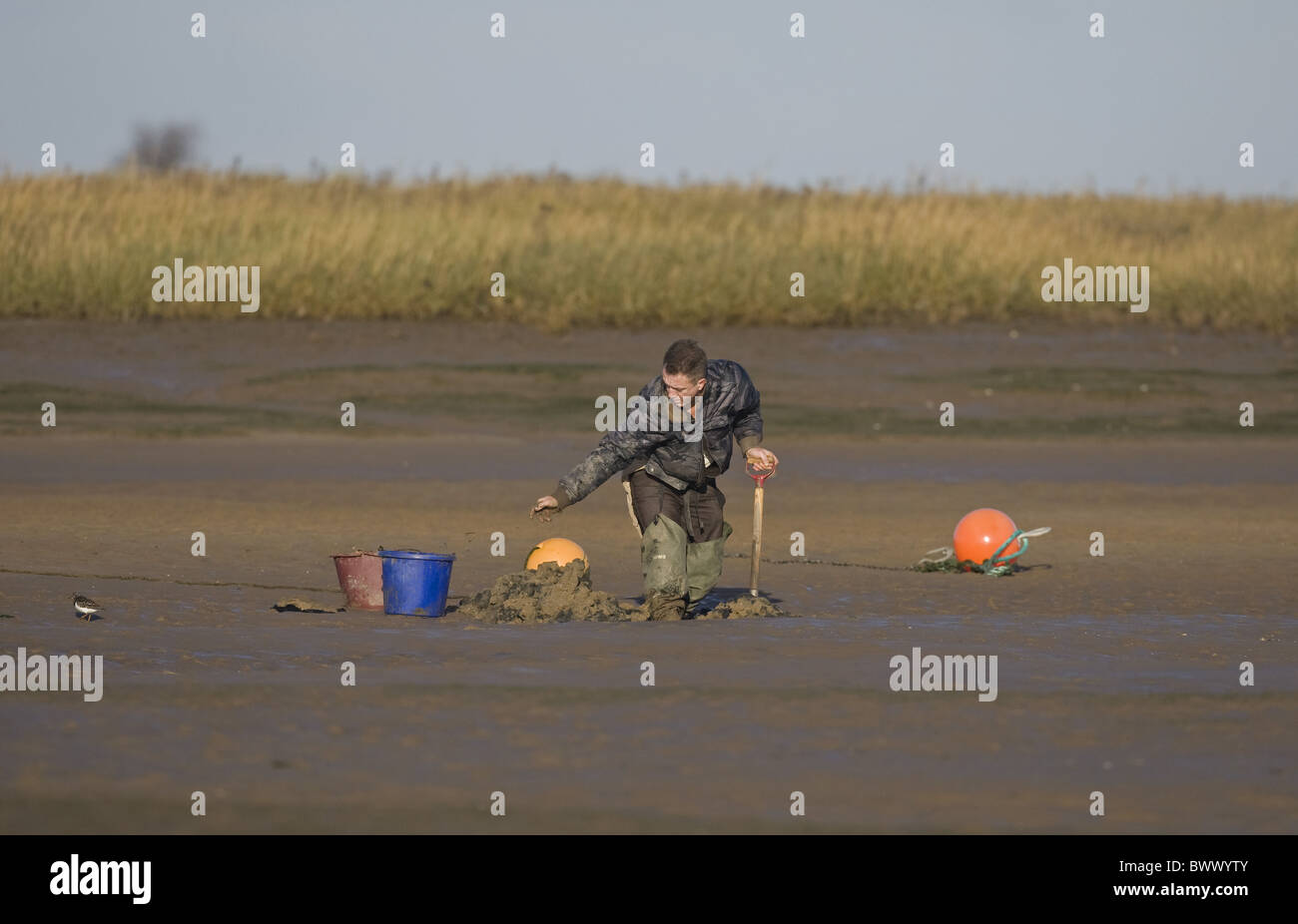 Digging For Sea Worms High Resolution Stock Photography and Images - Alamy
