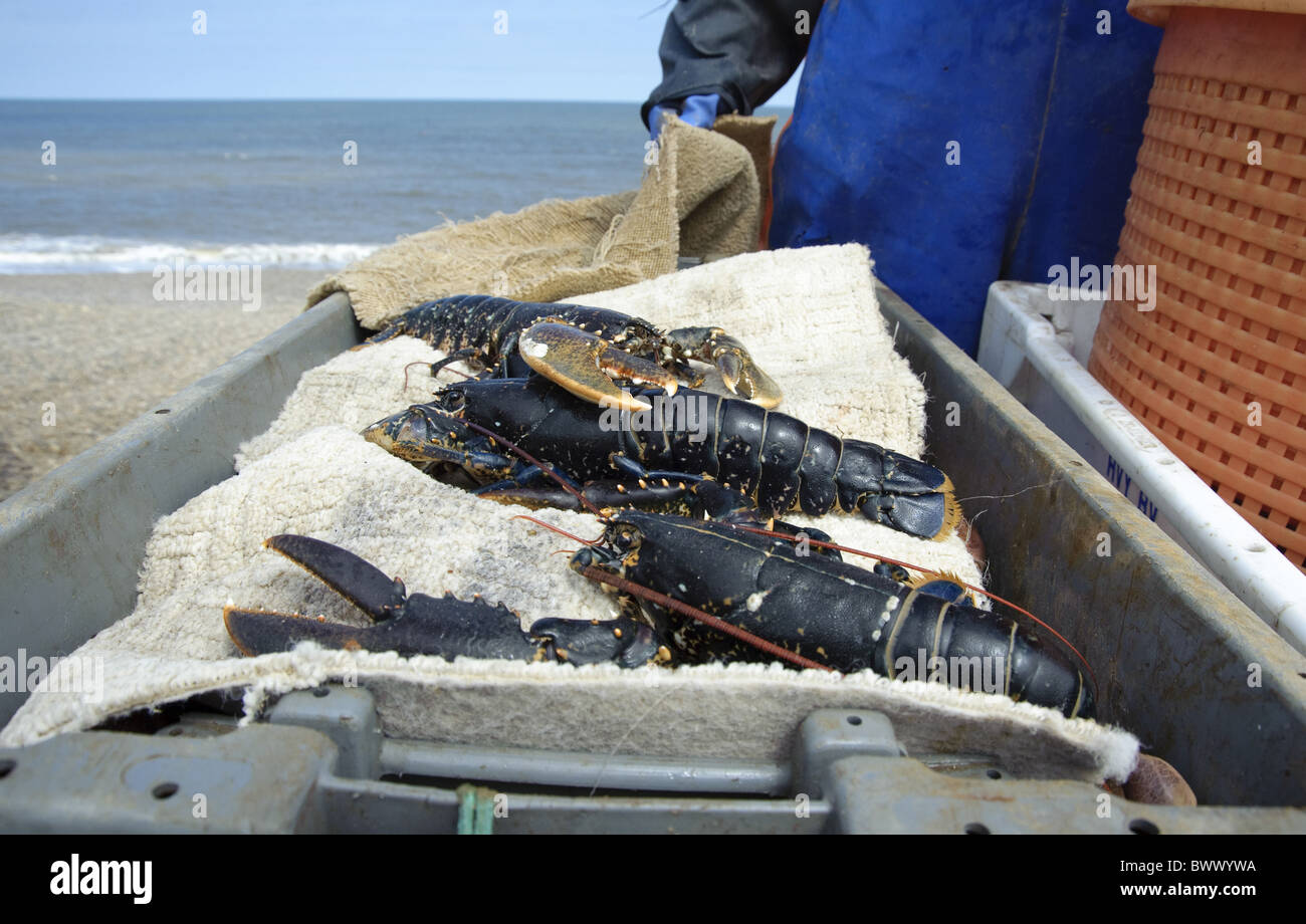 Norfolk Weybourne beach coast fishing lobster sea seaside fishing ...