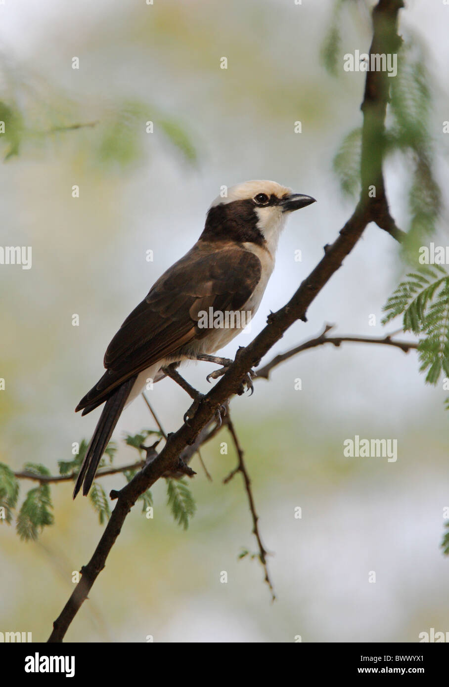 Northern White-crowned Shrike (Eurocephalus rueppelli) adult, perched ...