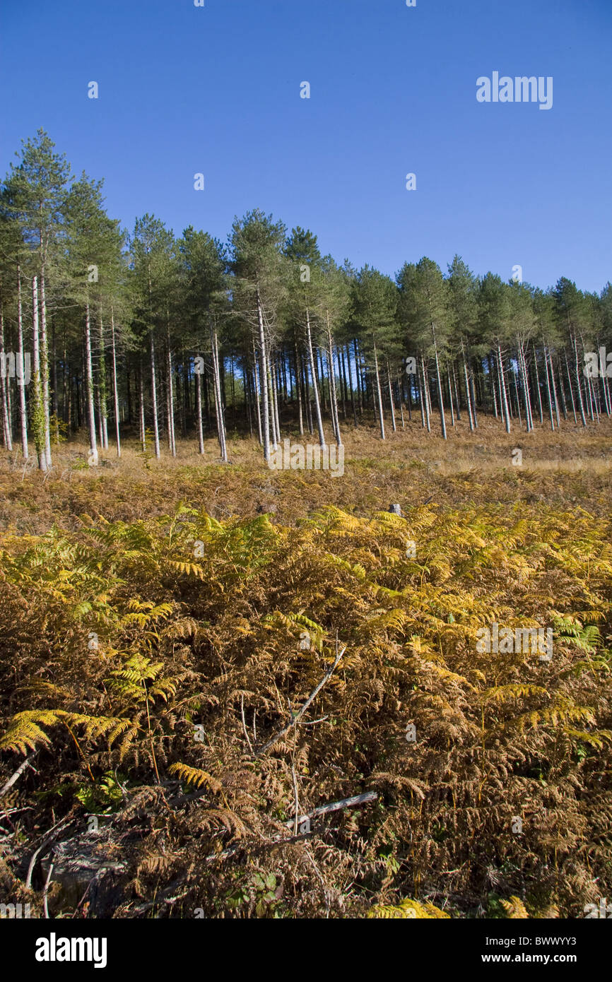 Moreton plantation hi-res stock photography and images - Alamy