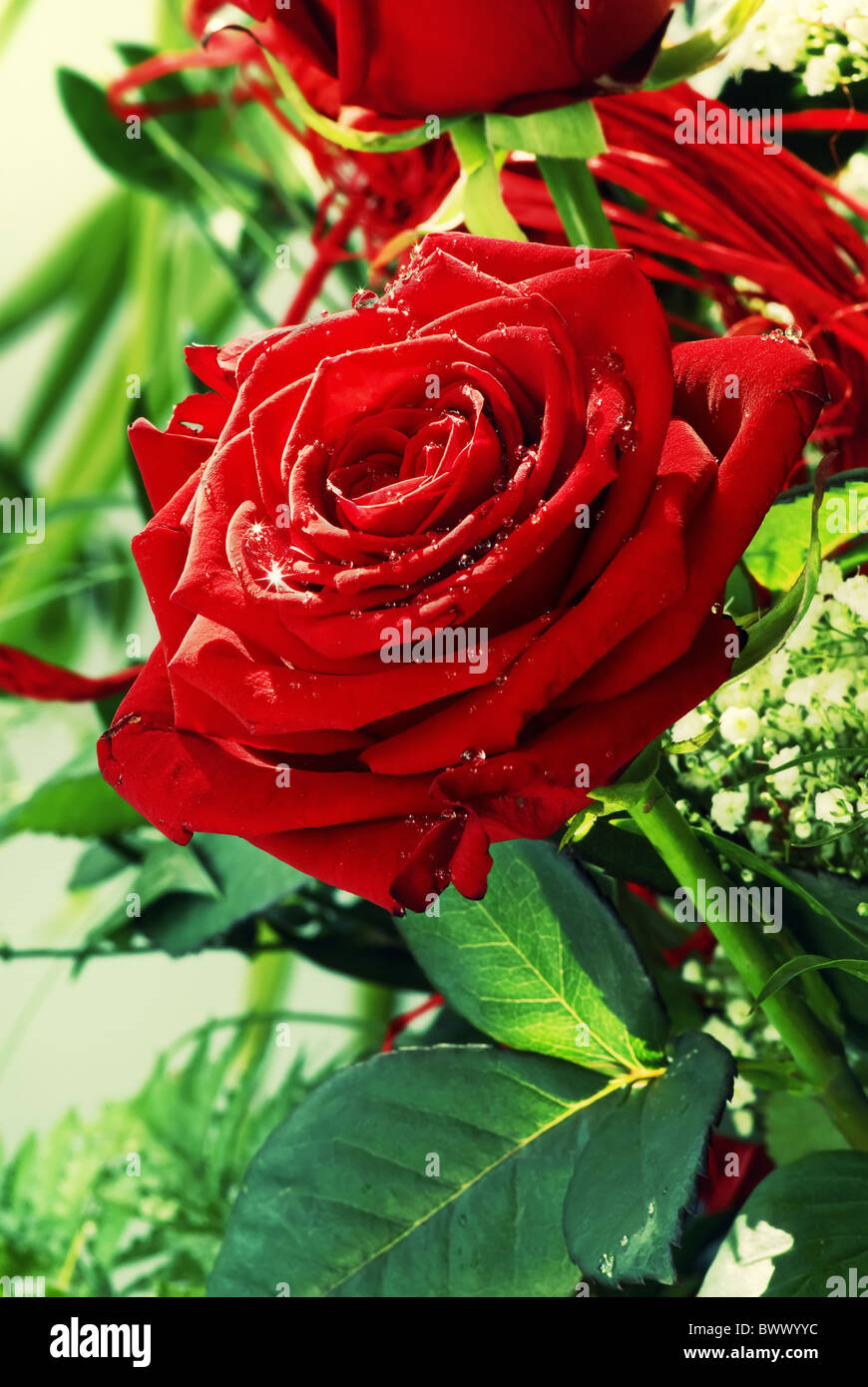 Rose strauss hi-res stock photography and images - Alamy