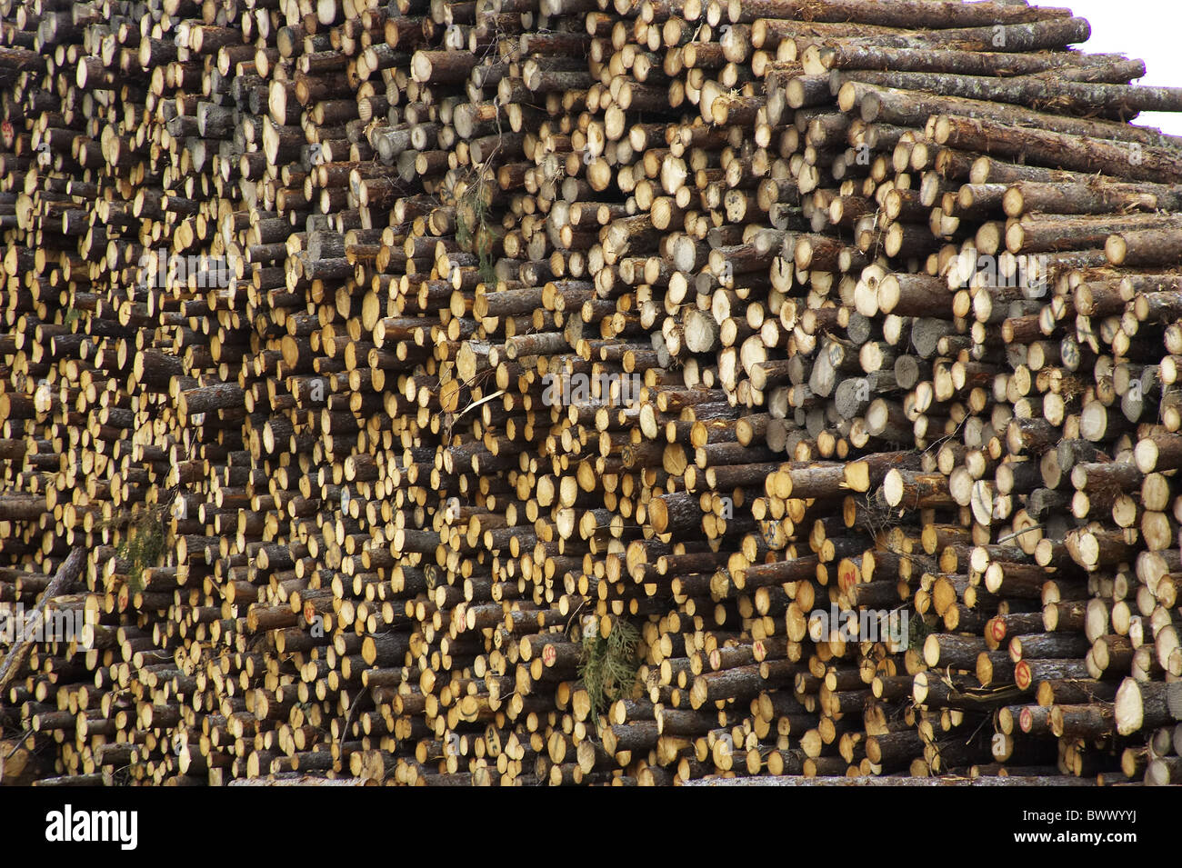 Pine woods nova scotia hi-res stock photography and images - Alamy