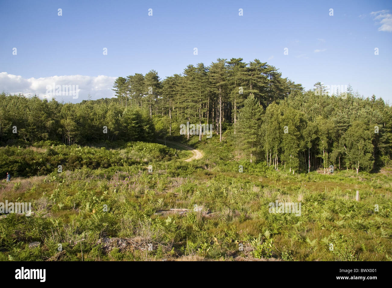 Tree heath forests hi-res stock photography and images - Alamy