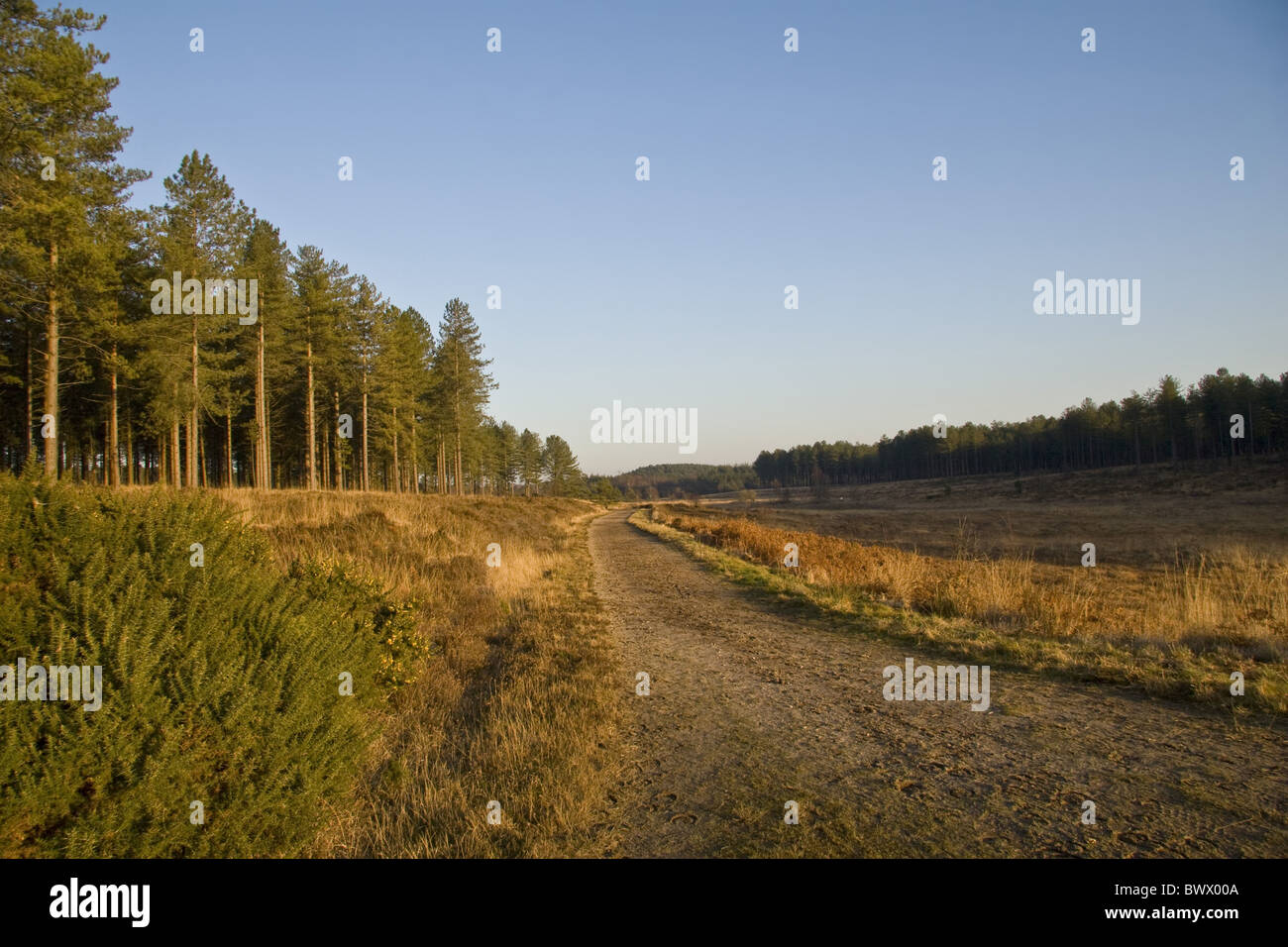 england english britain british habitat habitats dorset winter heath ...