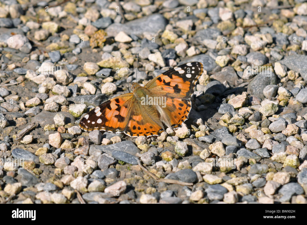 insect butterfly basking migration influx pyrenees spain animal animals ...