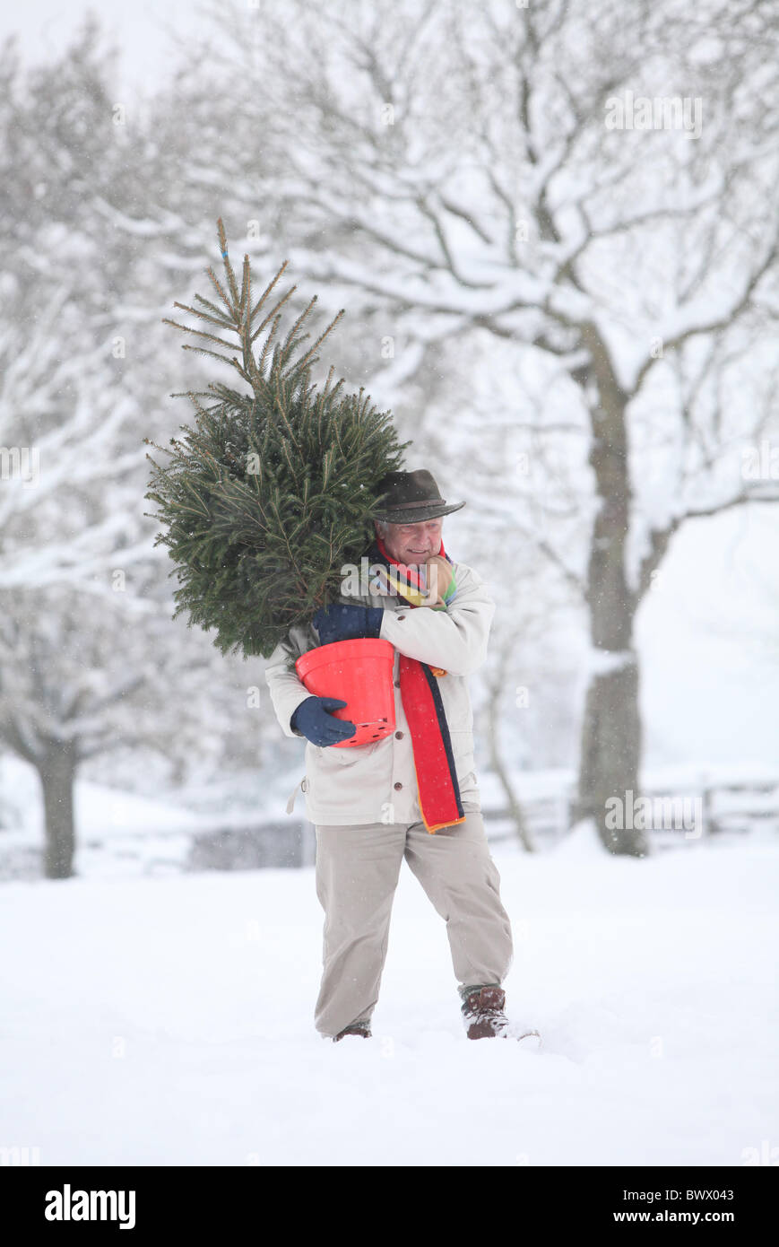 A man carries a Christmas Tree across a snow covered park. Picture by ...
