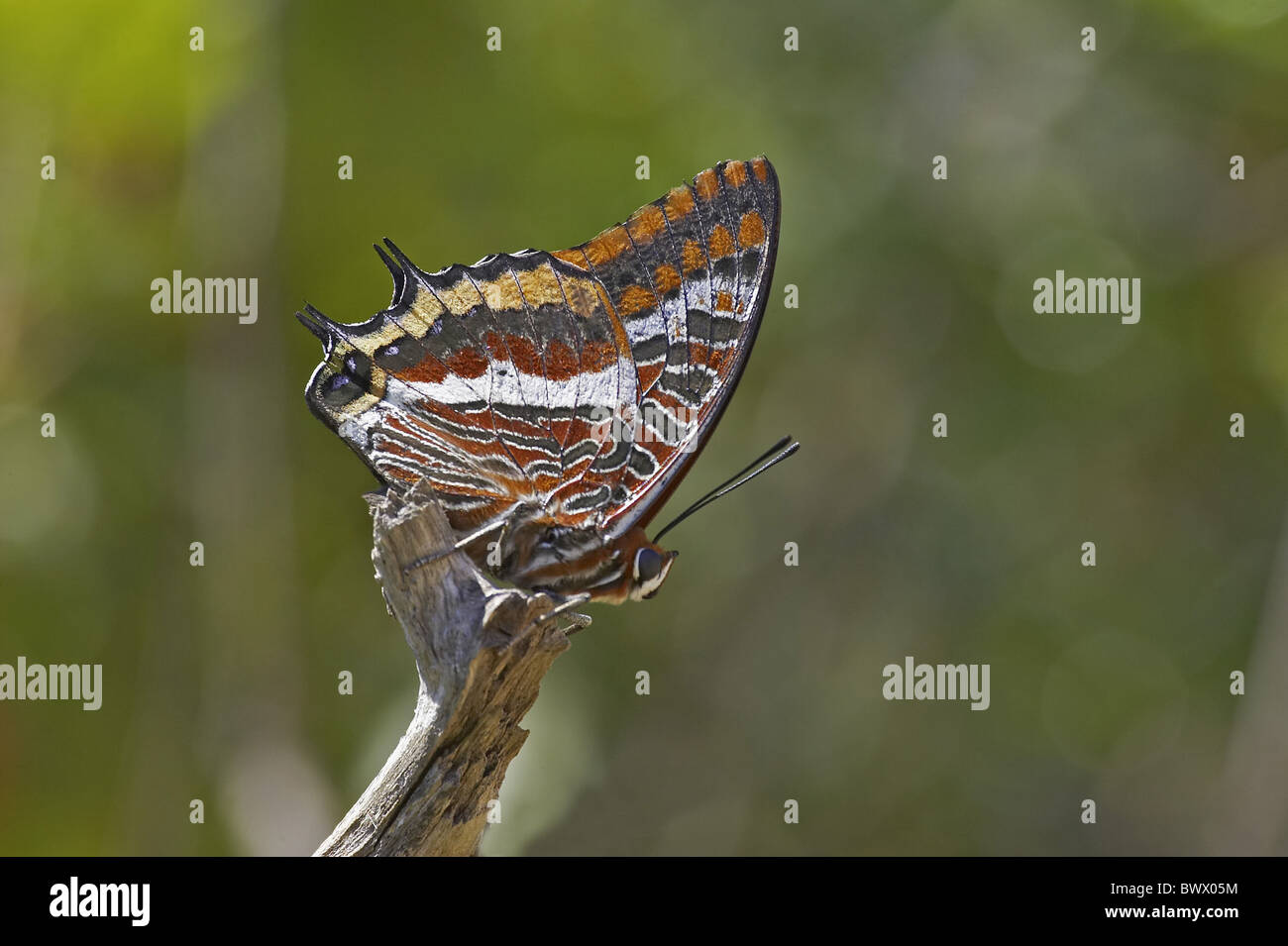 Two-tailed Pasha Charaxes jasius butterfly butterflies insect insects ...
