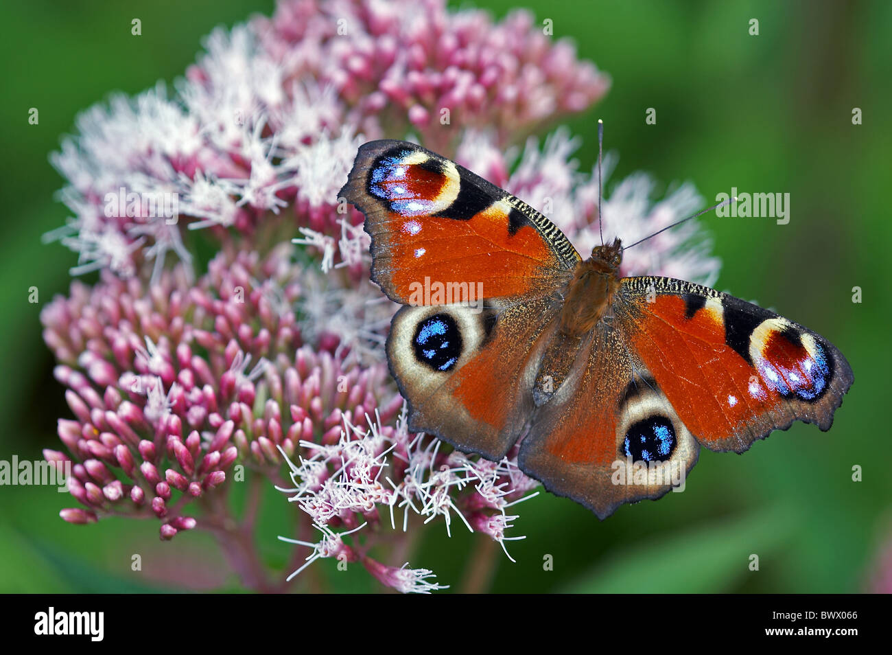 animal animals butterfly butterflies insect insects invertebrate ...