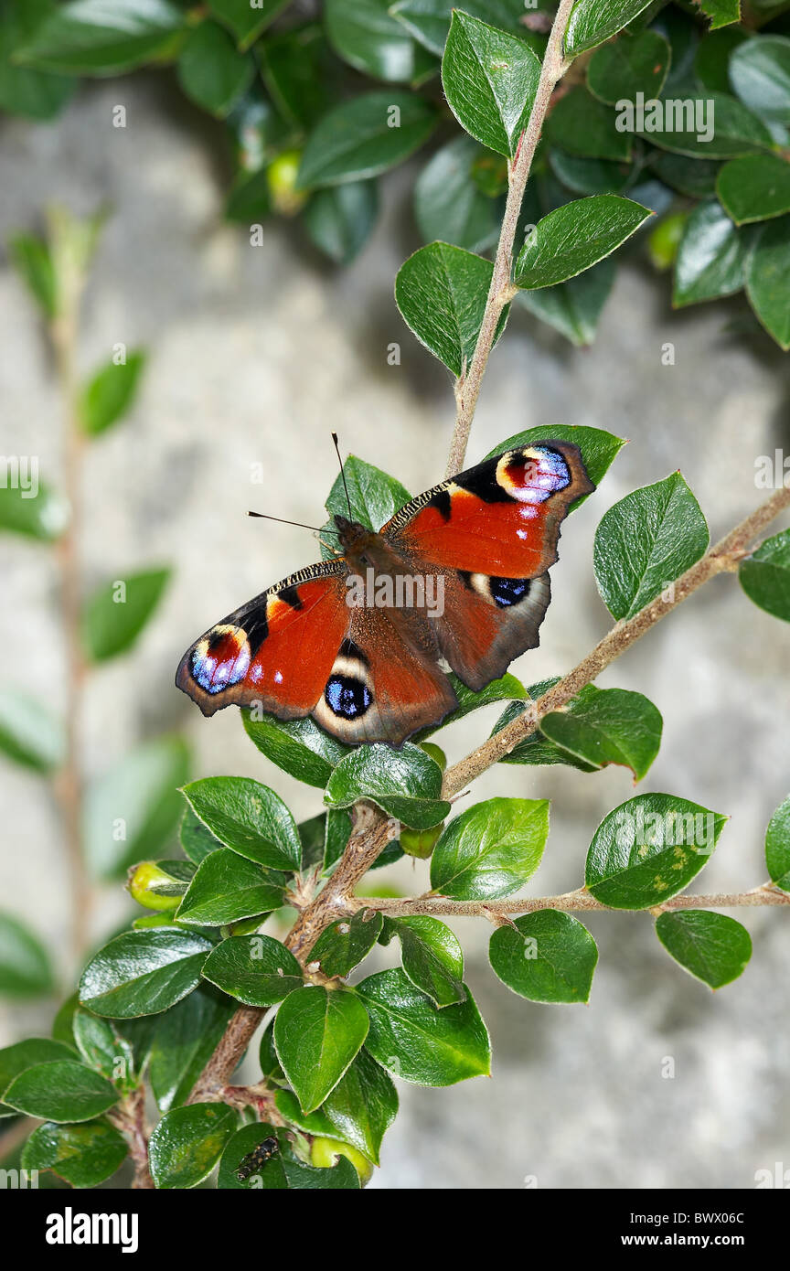 animal animals butterfly butterflies insect insects invertebrate ...