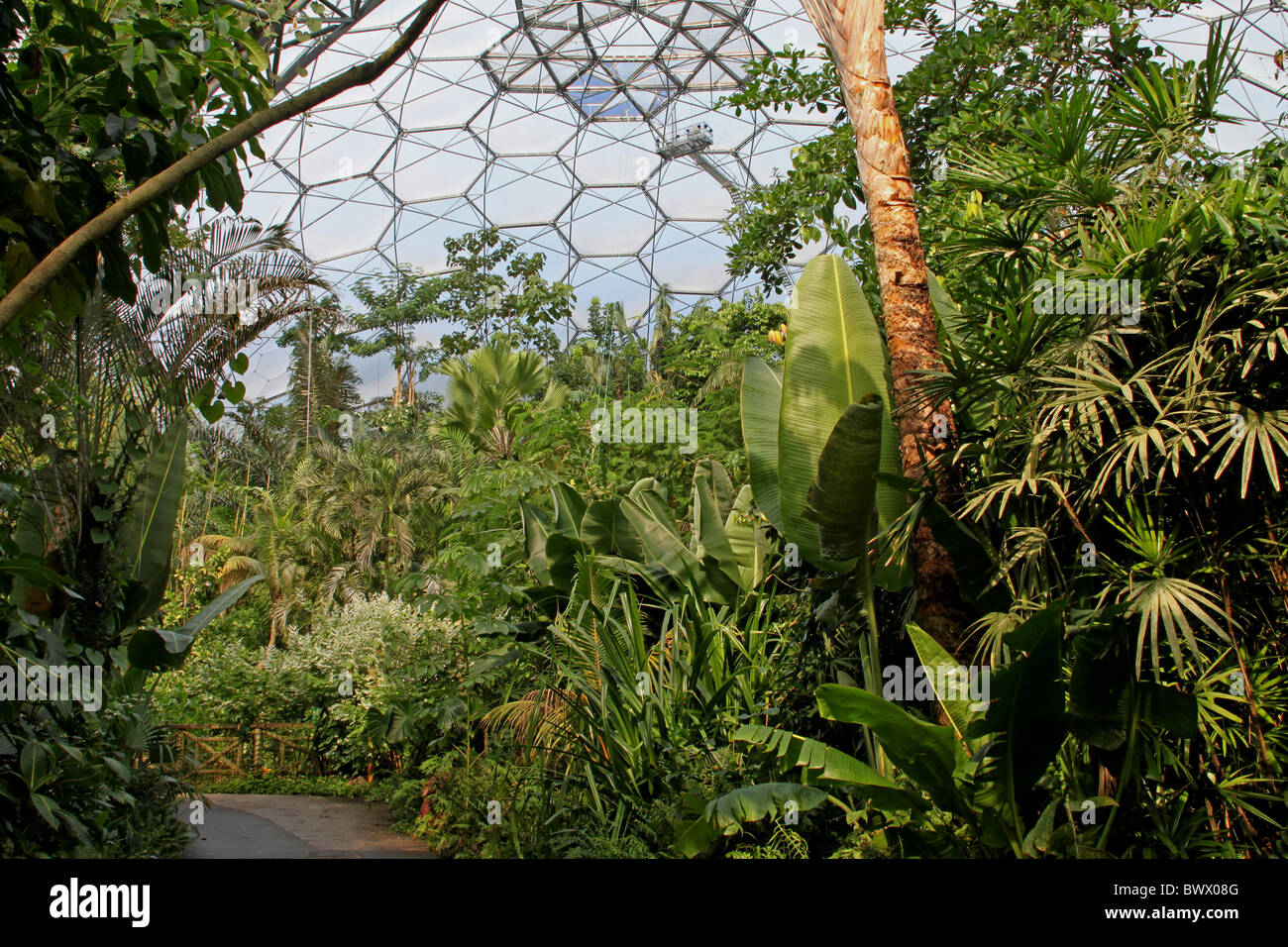 Lush vegetation humid rainforest biome Rainforest Stock Photo - Alamy