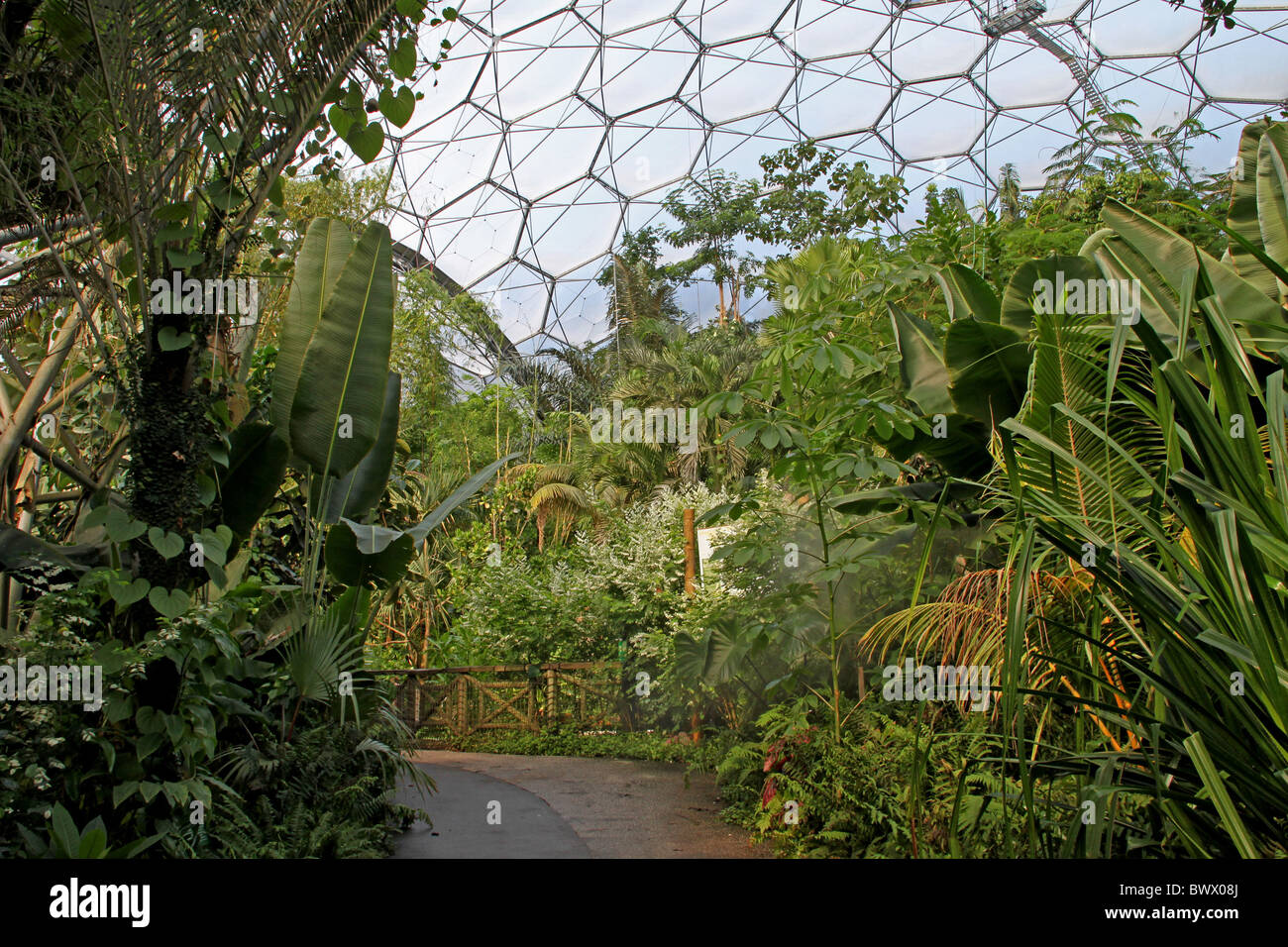 Lush vegetation humid rainforest biome Rainforest Stock Photo - Alamy