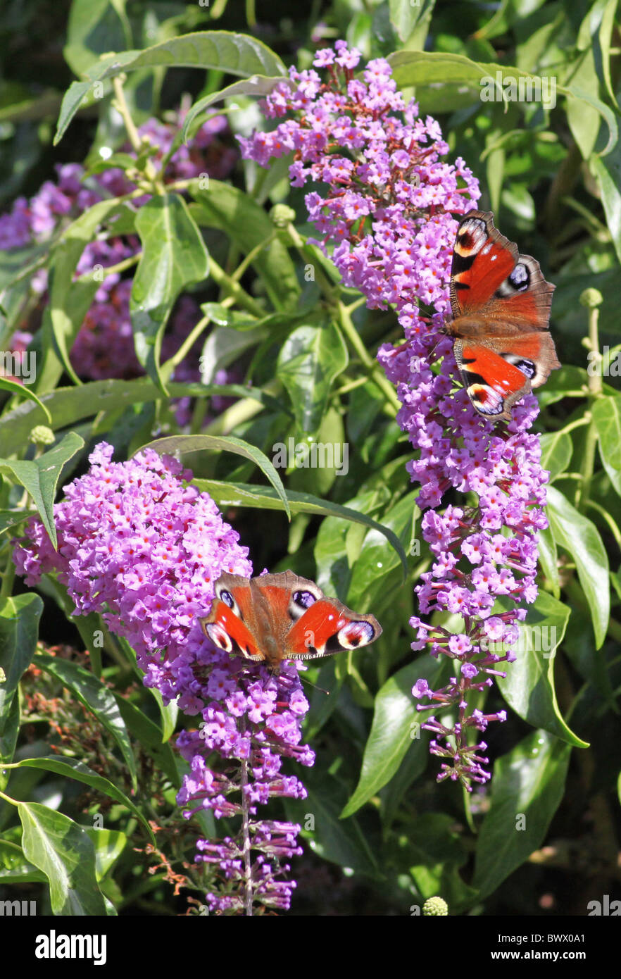 insect butterflies butterfly budlia uk animal animals butterfly ...