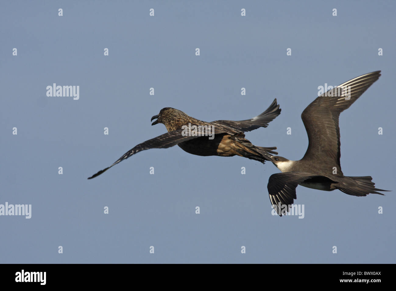 Mobbing in animals hi-res stock photography and images - Alamy