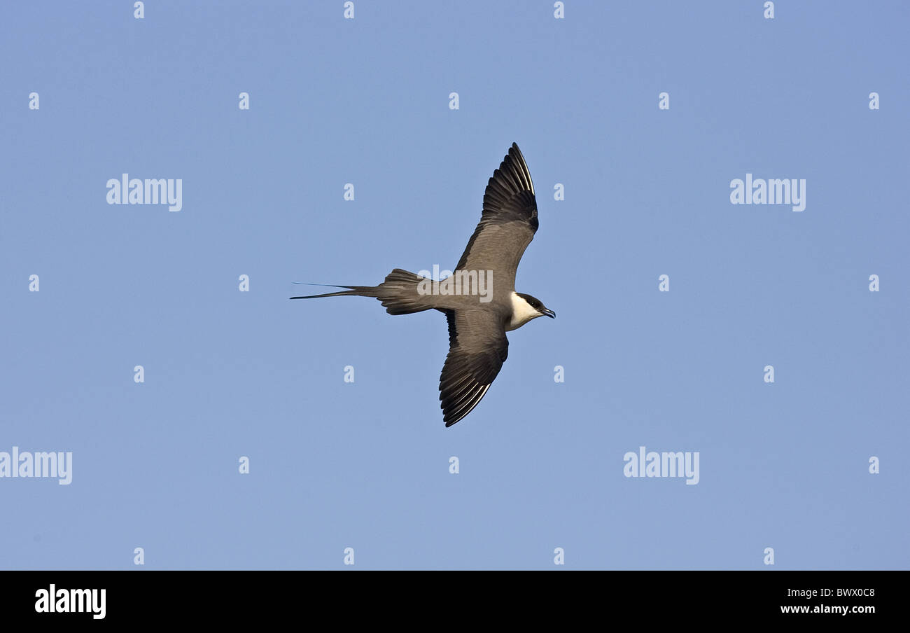 Long-tailed Skua (Stercorarius longicaudus) adult, in flight ...