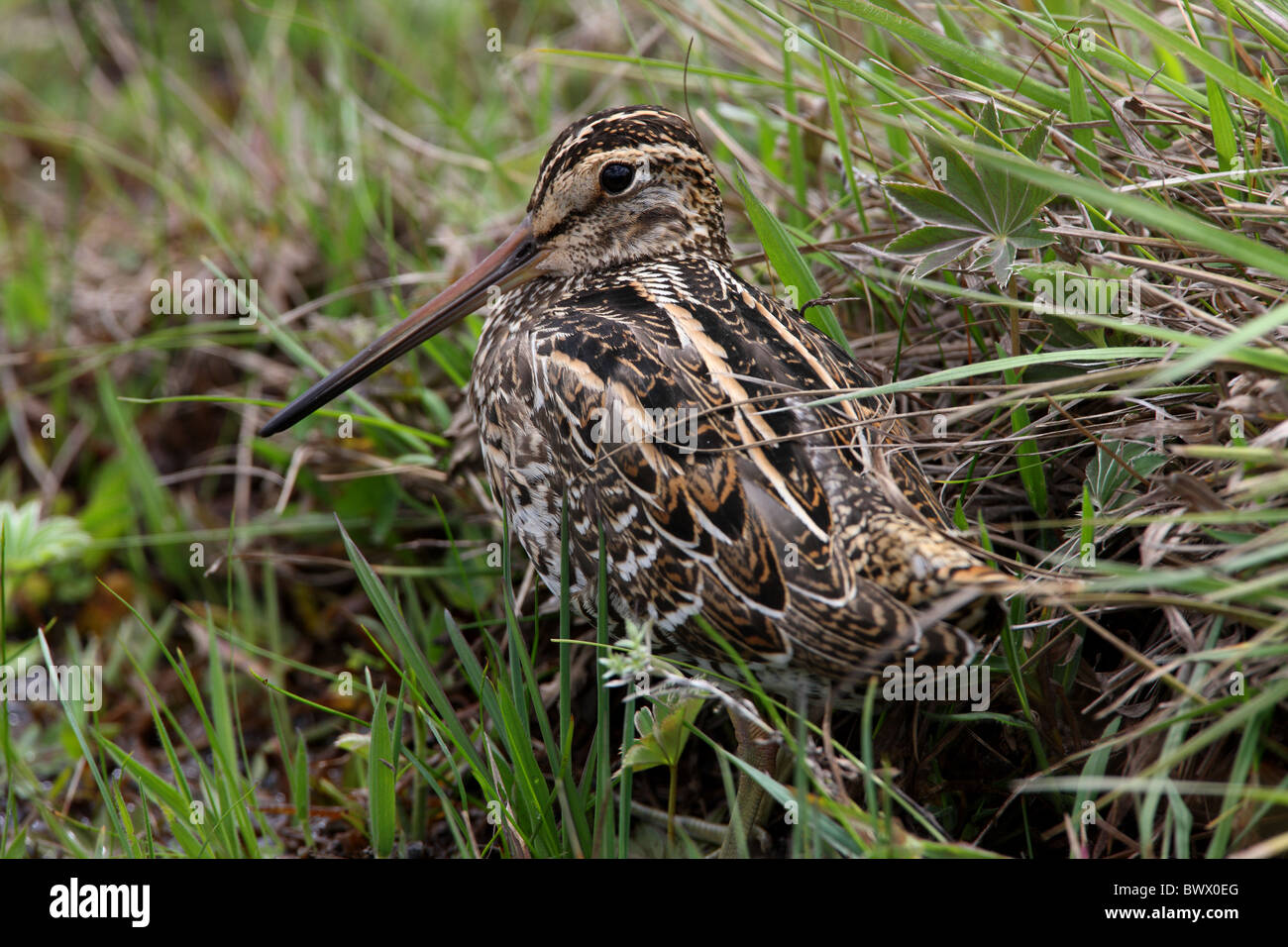 Ethiopian snipes hi-res stock photography and images - Alamy