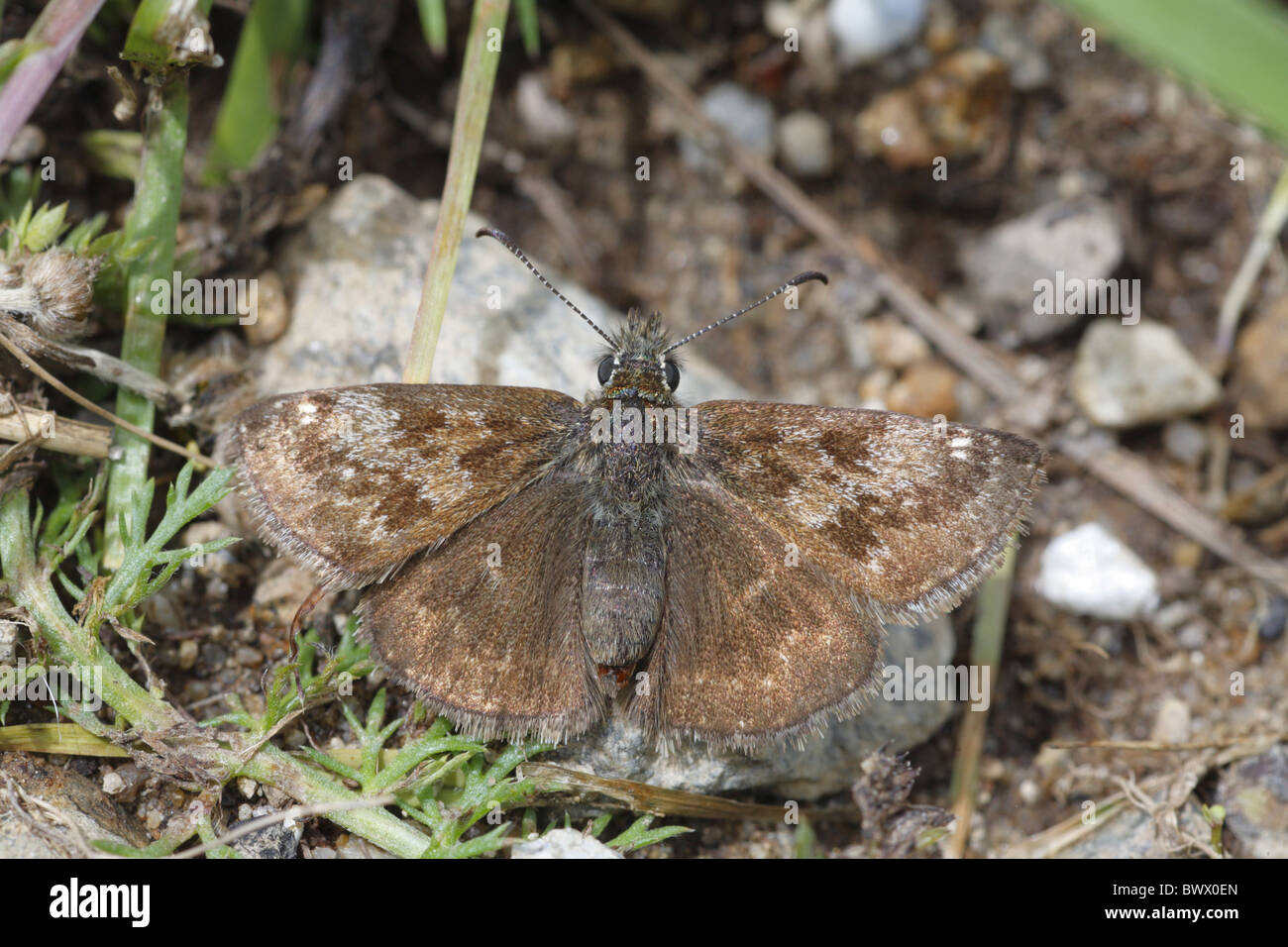 France French Pyrenees ariege nature natural wild wildlife environment ...