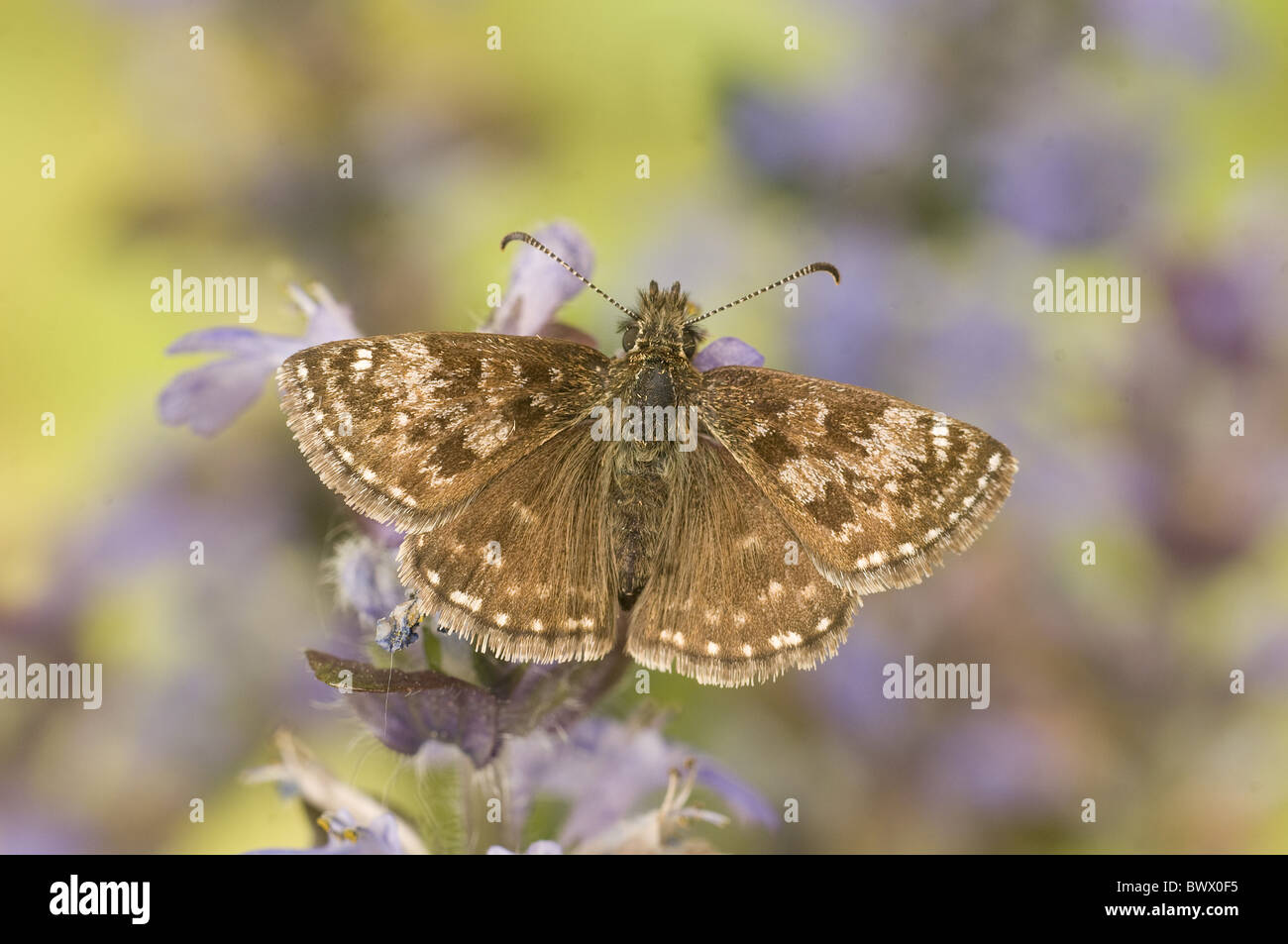 animal animals butterfly butterflies insect insects invertebrate ...
