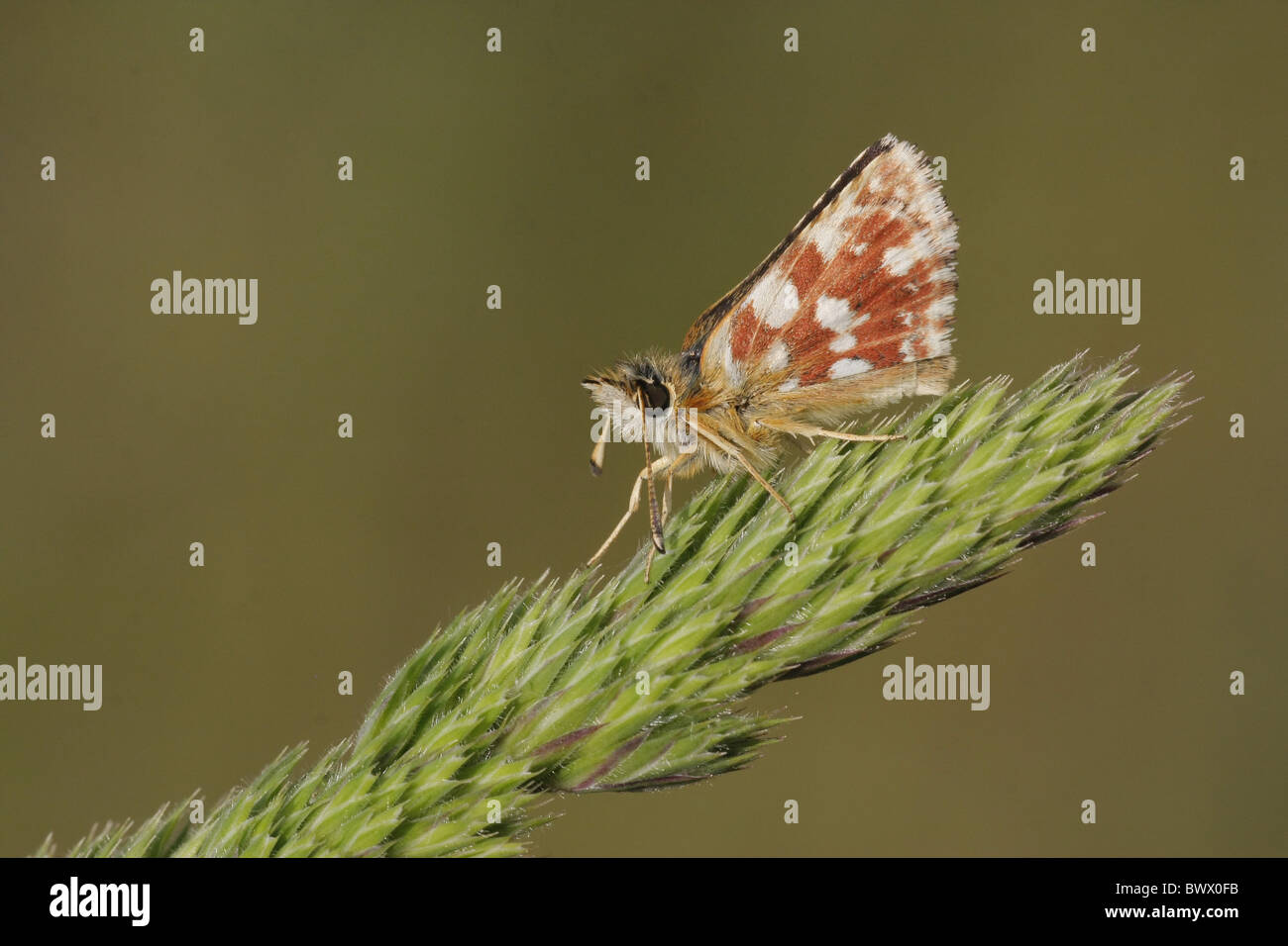 animal animals butterfly butterflies insect insects invertebrate ...