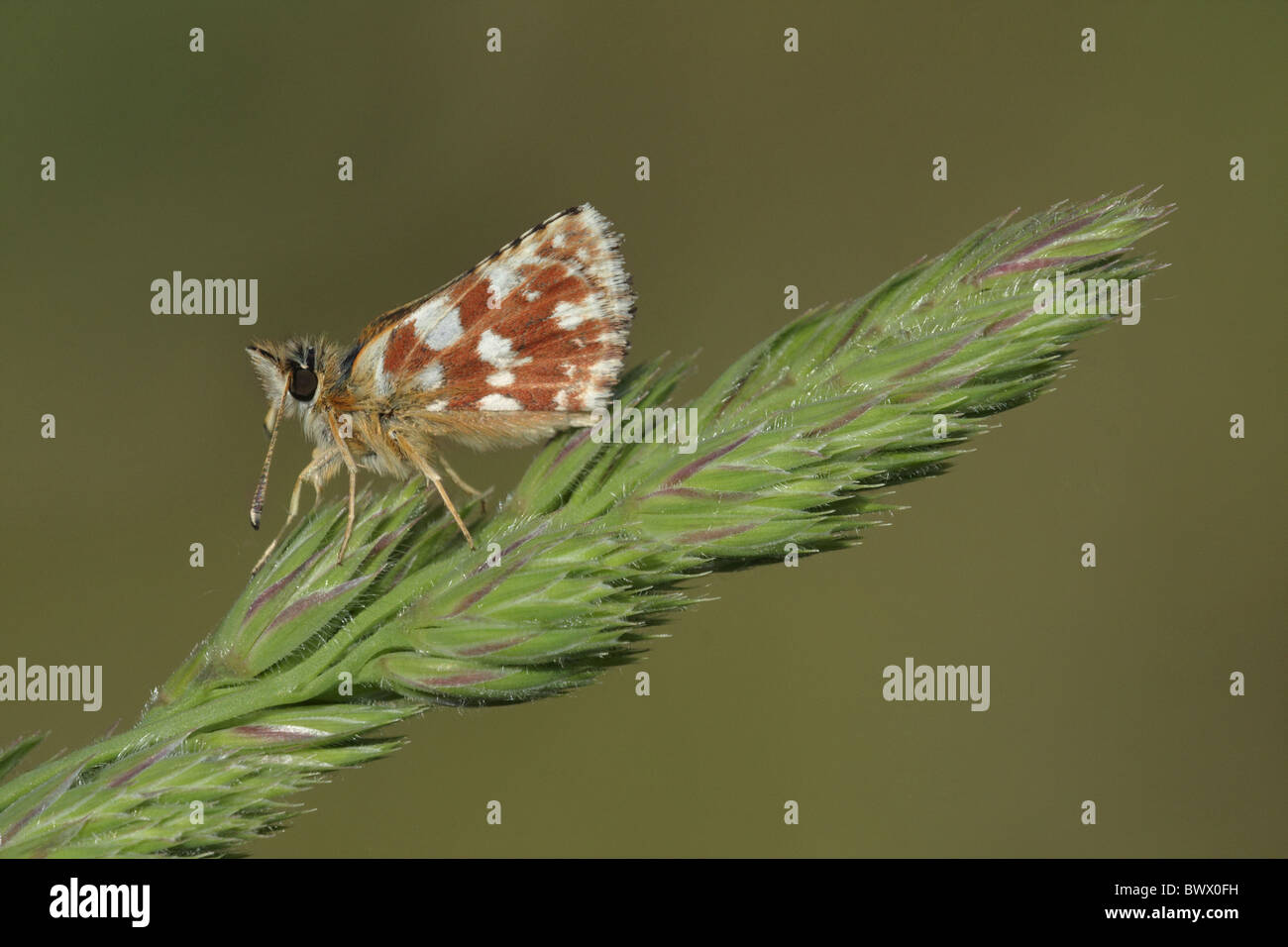 animal animals butterfly butterflies insect insects invertebrate ...