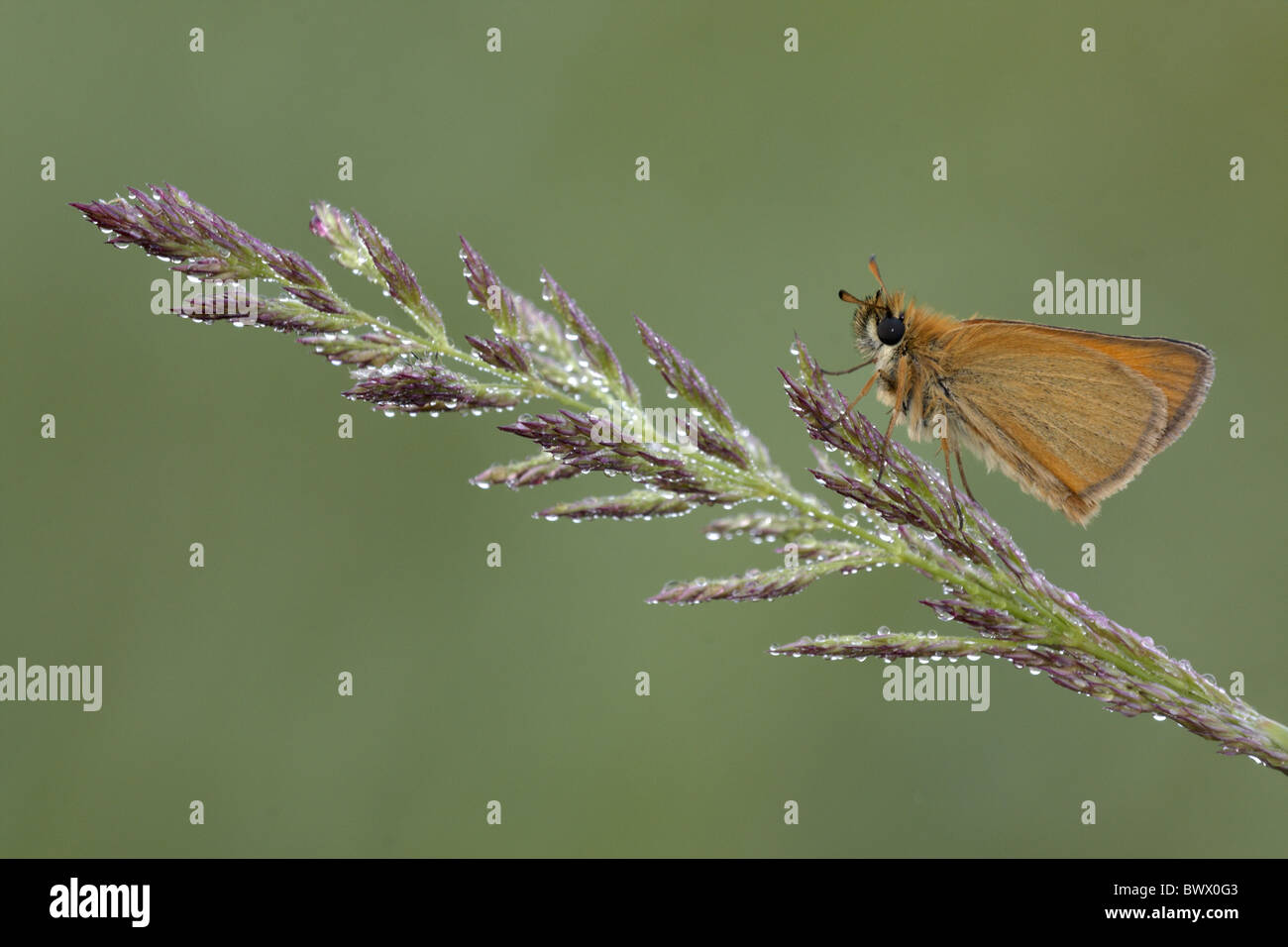 animal animals butterfly butterflies insect insects invertebrate ...