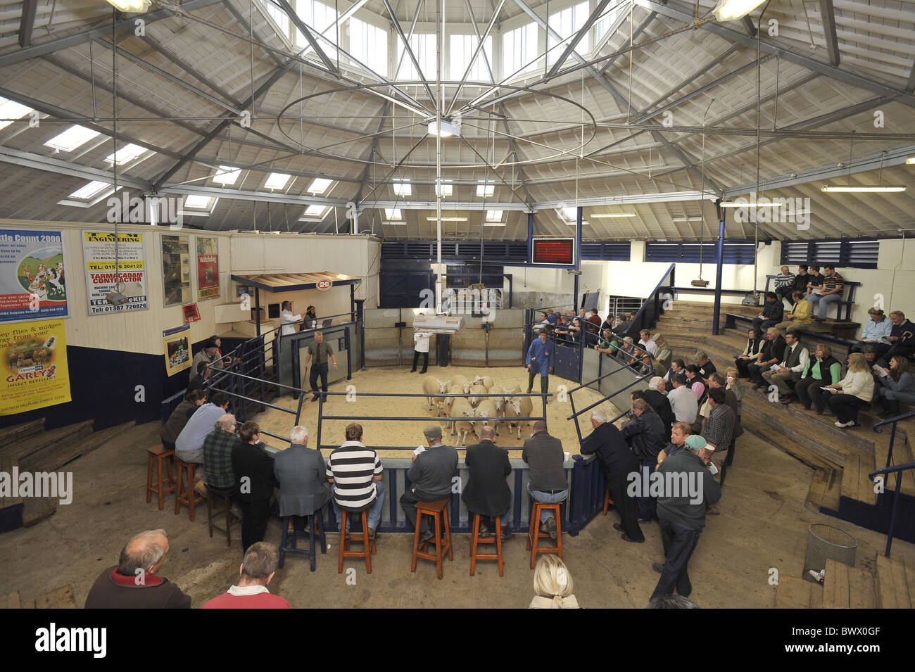 cattle market Scotland ring Lockerbie market markets mart marts ...