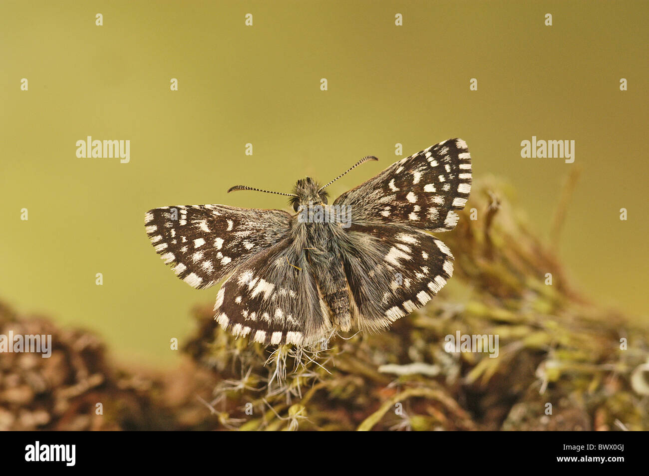 animal animals butterfly butterflies insect insects invertebrate ...