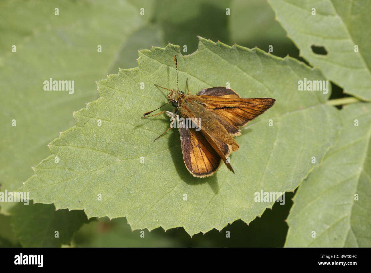 animal animals butterfly butterflies insect insects invertebrate ...