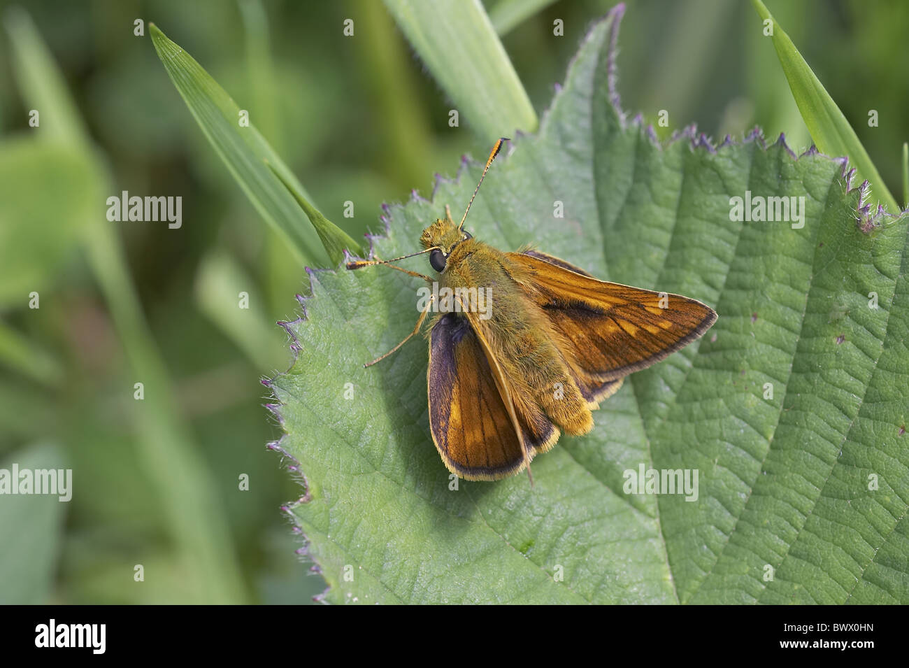 close up antenna butterflies colour Summer wings Large Skipper Ochlodes ...