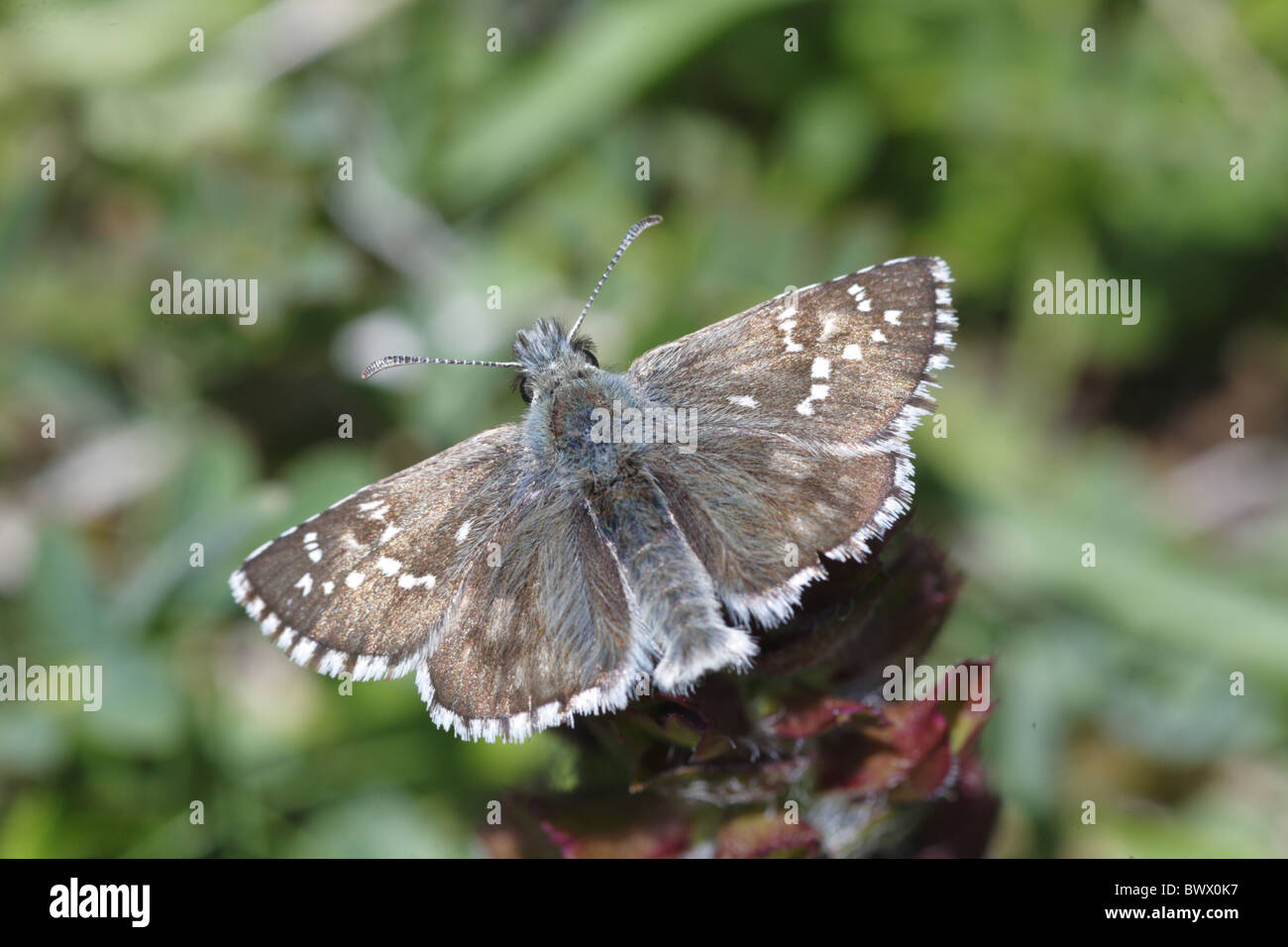 France French Pyrenees natural wild wildlife environment environmental ...