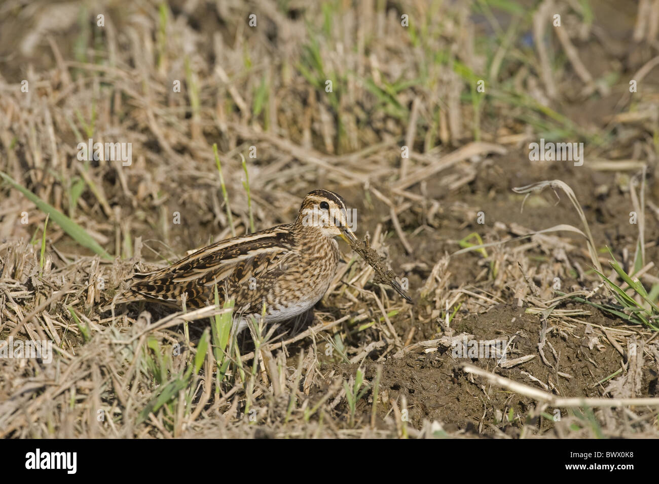 Common Snipe (Gallinago gallinago) adult, feeding, with mud on beak ...