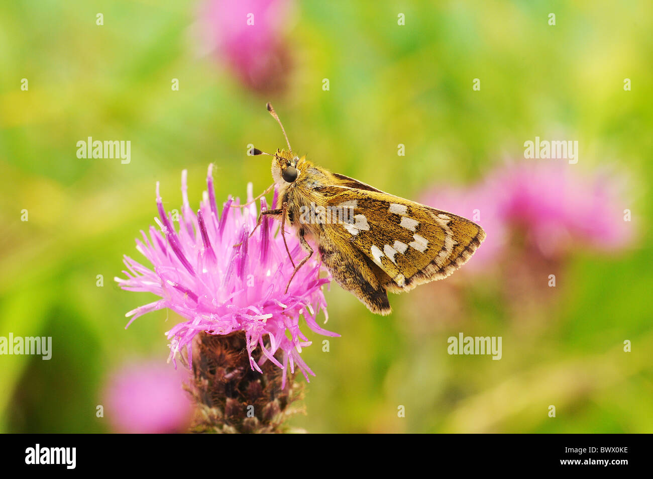 animal animals butterfly butterflies insect insects invertebrate ...