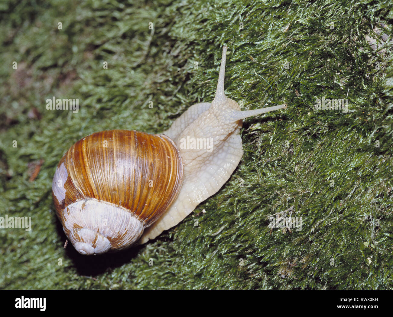edible snail Helix pomatia snail moss creep Stock Photo - Alamy