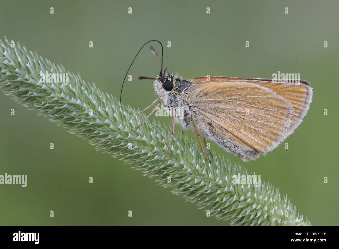 animal animals butterfly butterflies insect insects invertebrate ...