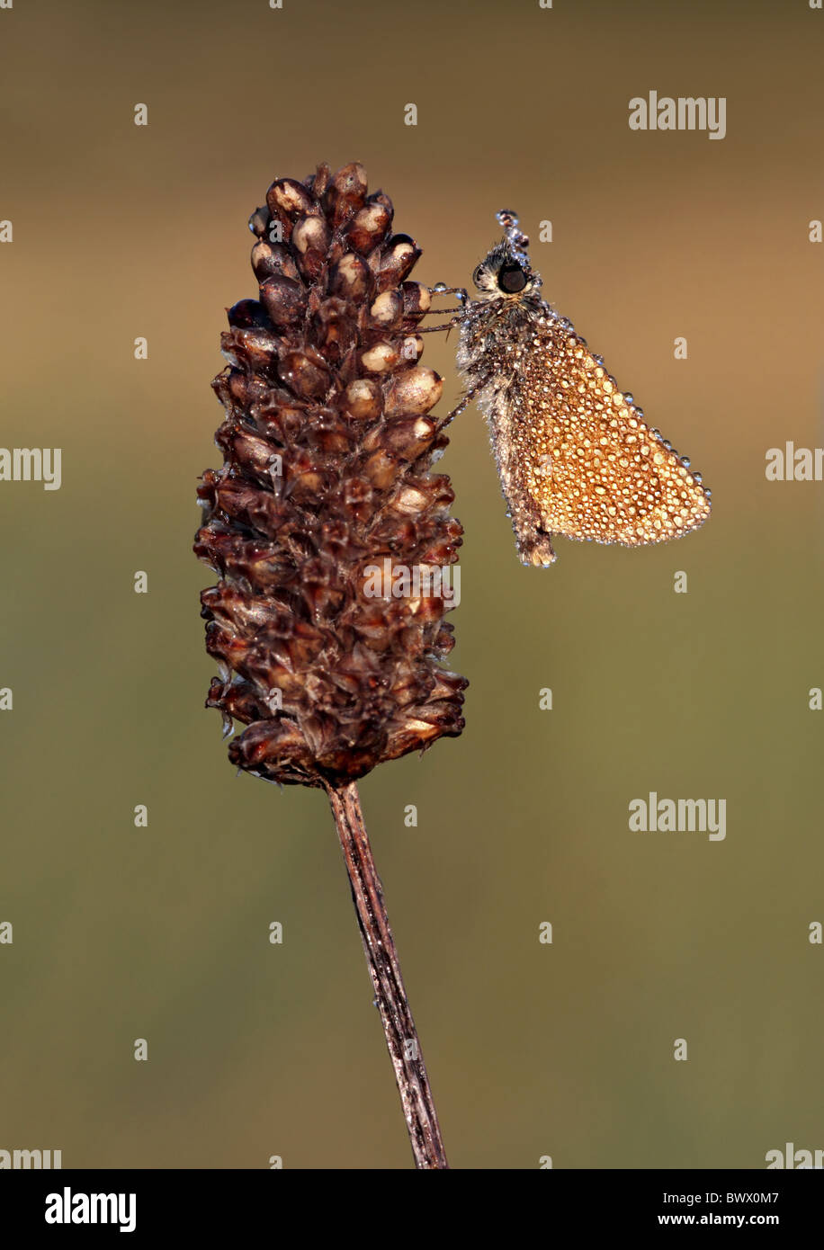 animal animals butterfly butterflies insect insects invertebrate ...