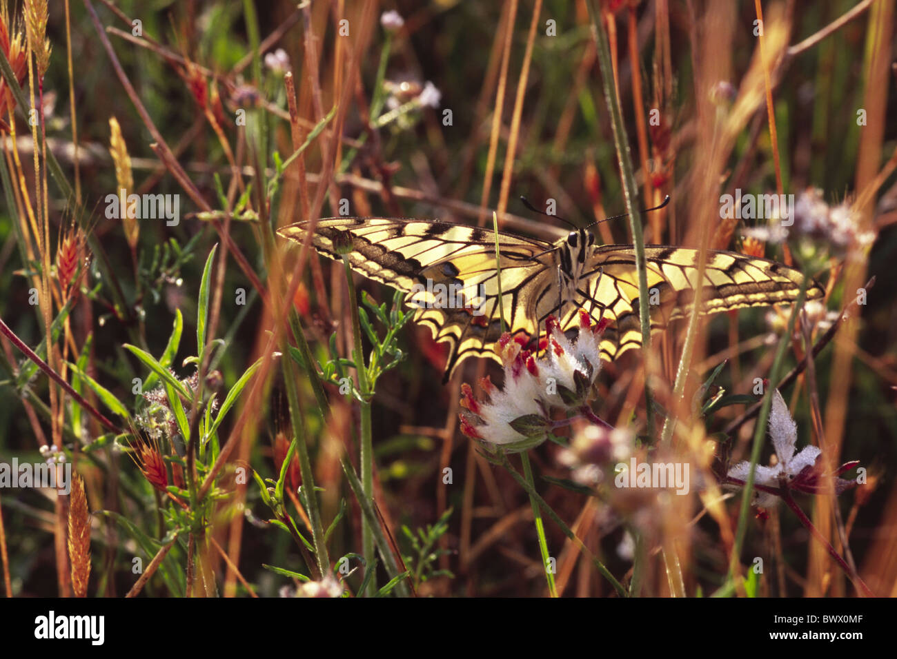 nature natural wild wildlife environment environmental europe european ...