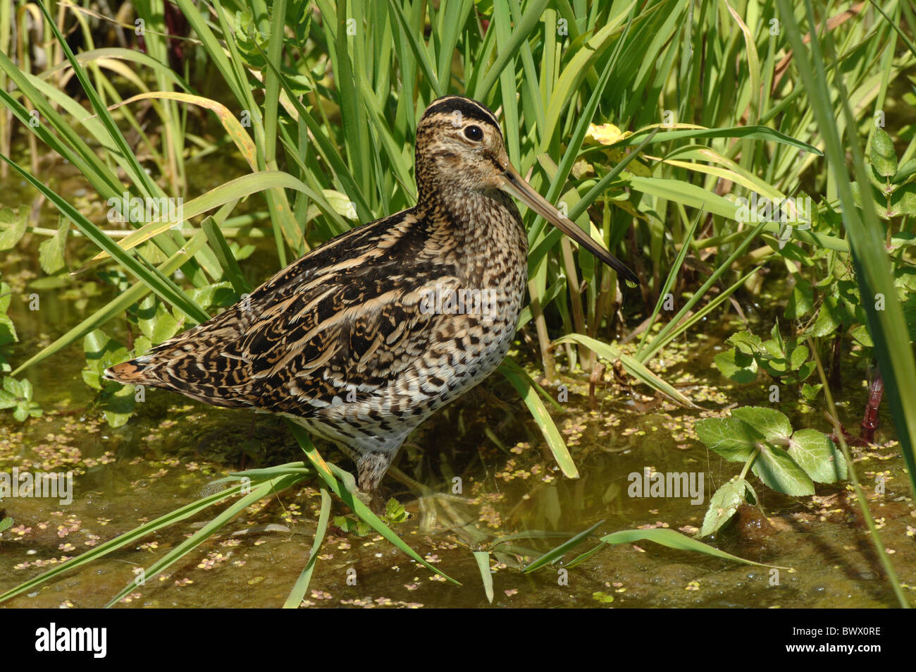 Great Snipe (Gallinago media) adult, standing in shallow water, during ...