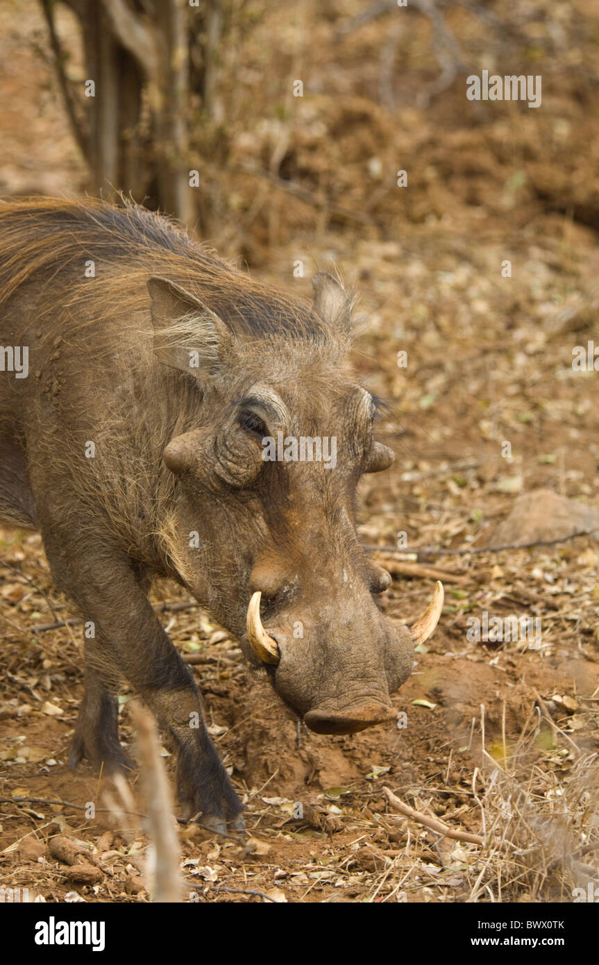 Warthog Phacochoerus africanus Kruger National Park South Africa Stock ...