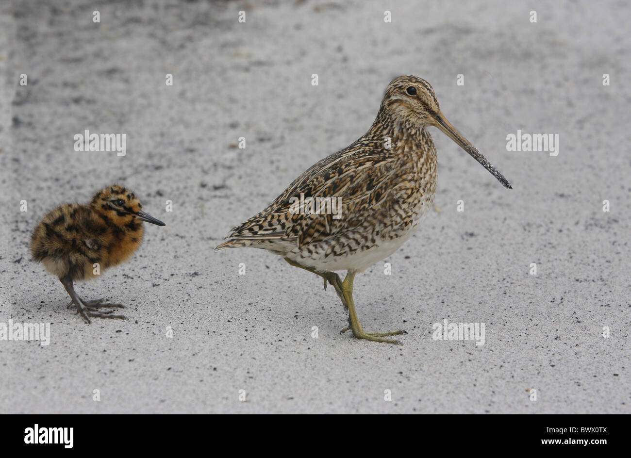 Magellanic Snipe (Gallinago paraguaiae magellanica) adult with chick ...