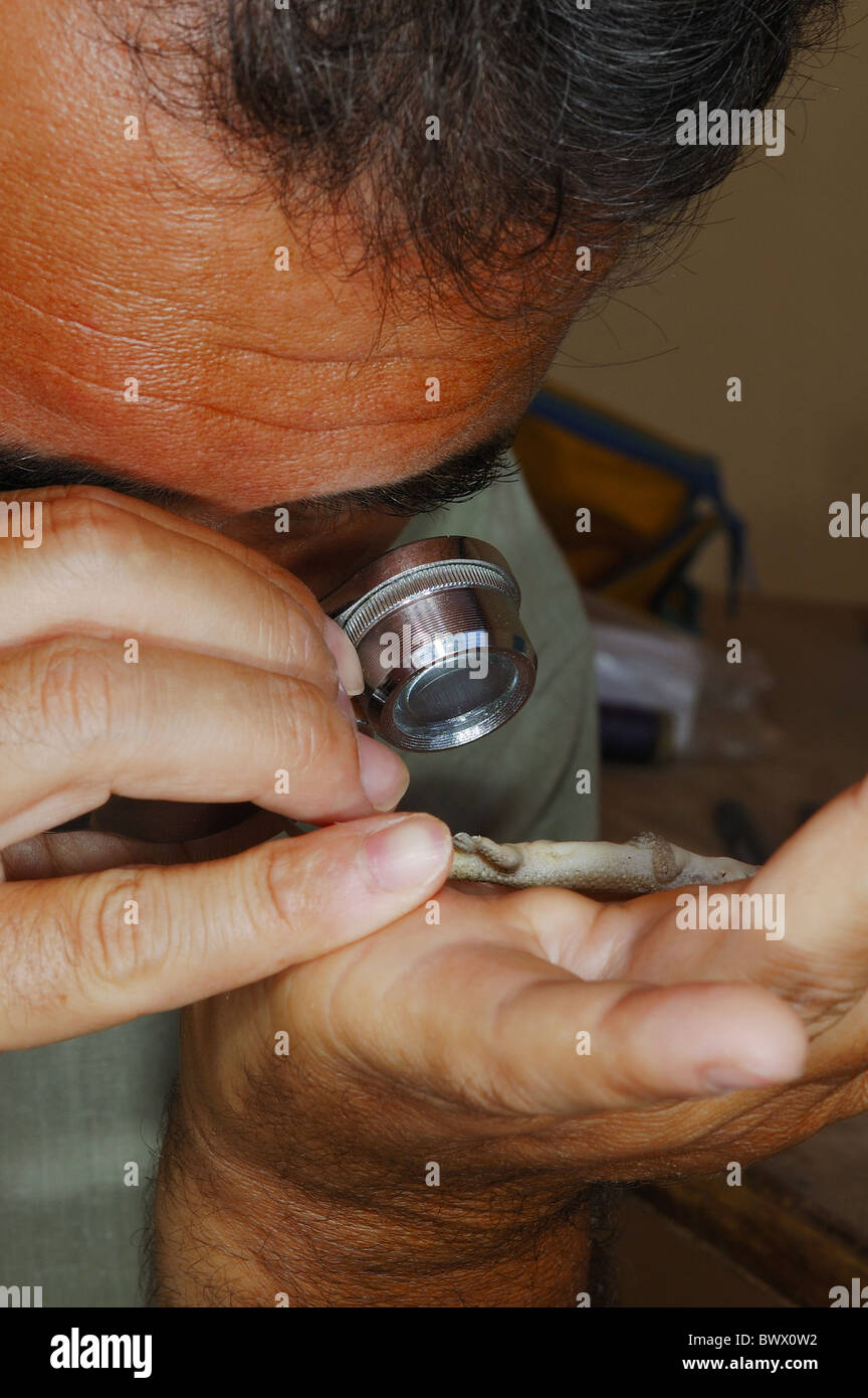 Herpetologist examining alcohol-preserved gecko Stock Photo - Alamy