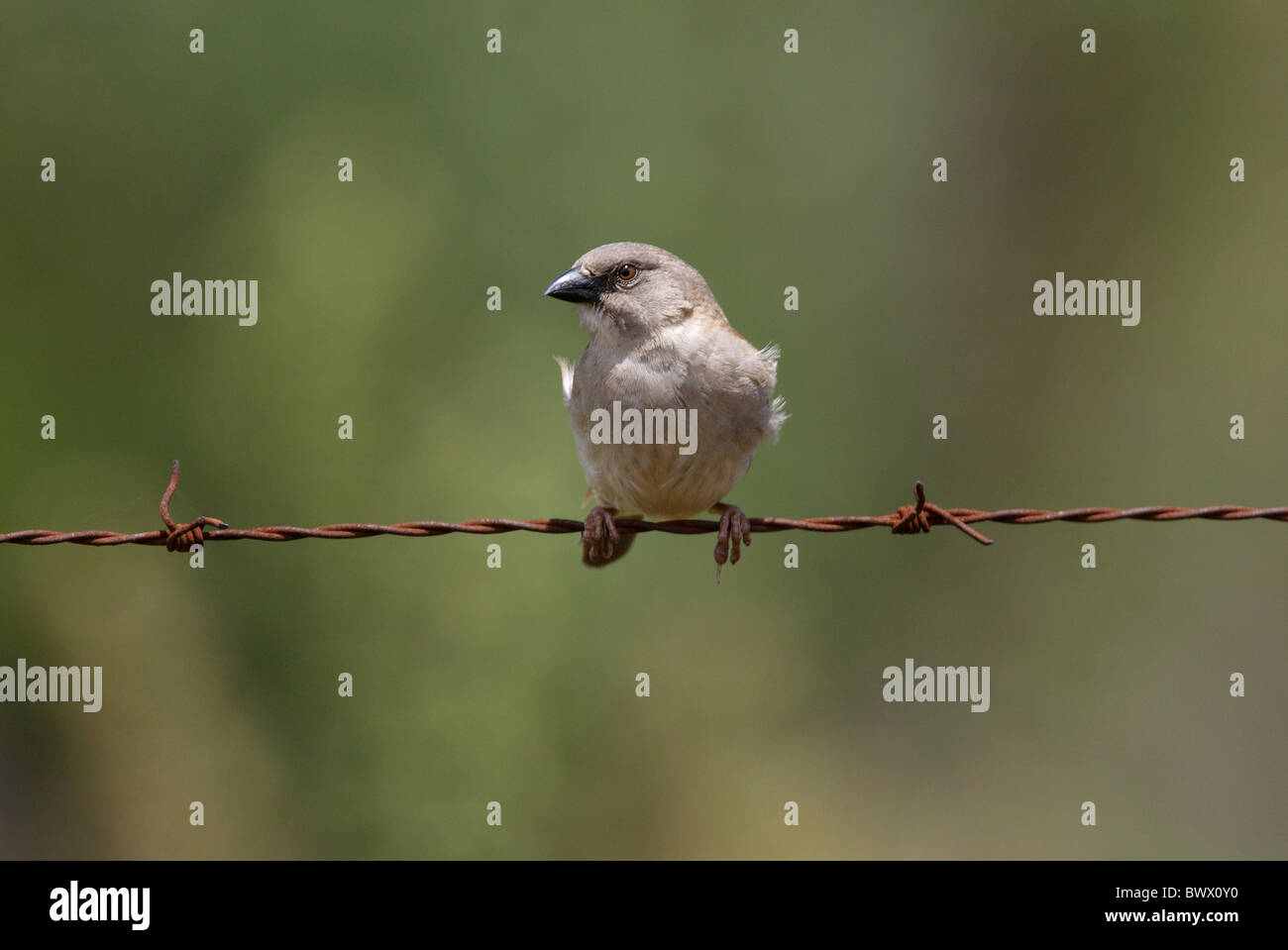 Grey headed sparrow passer griseus hi-res stock photography and images ...