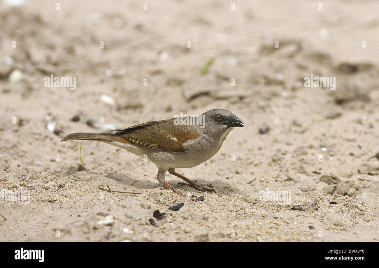 Grey-headed Sparrow (Passer griseus) adult, feeding on grain, Senegal ...