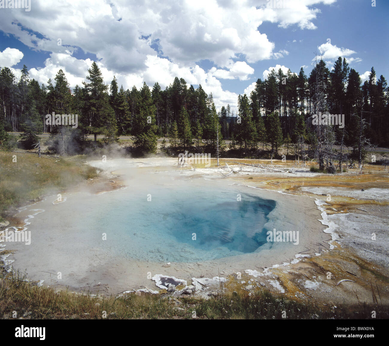 steam hot spring source fir wood USA America North America meadow ...