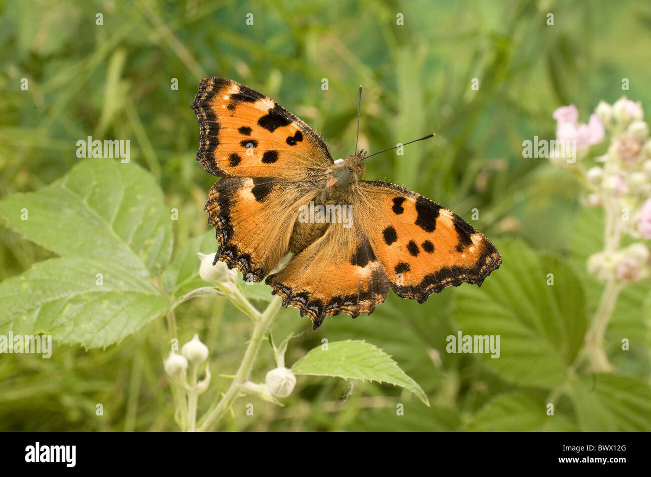 Large tortoiseshell butterflies hi-res stock photography and images - Alamy