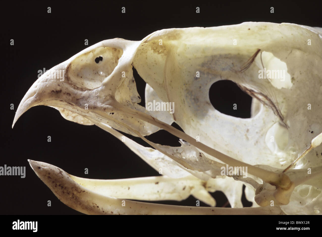 Accipiter nisus sparrowhawk sparrow hawk bird-of-prey predator beak ...