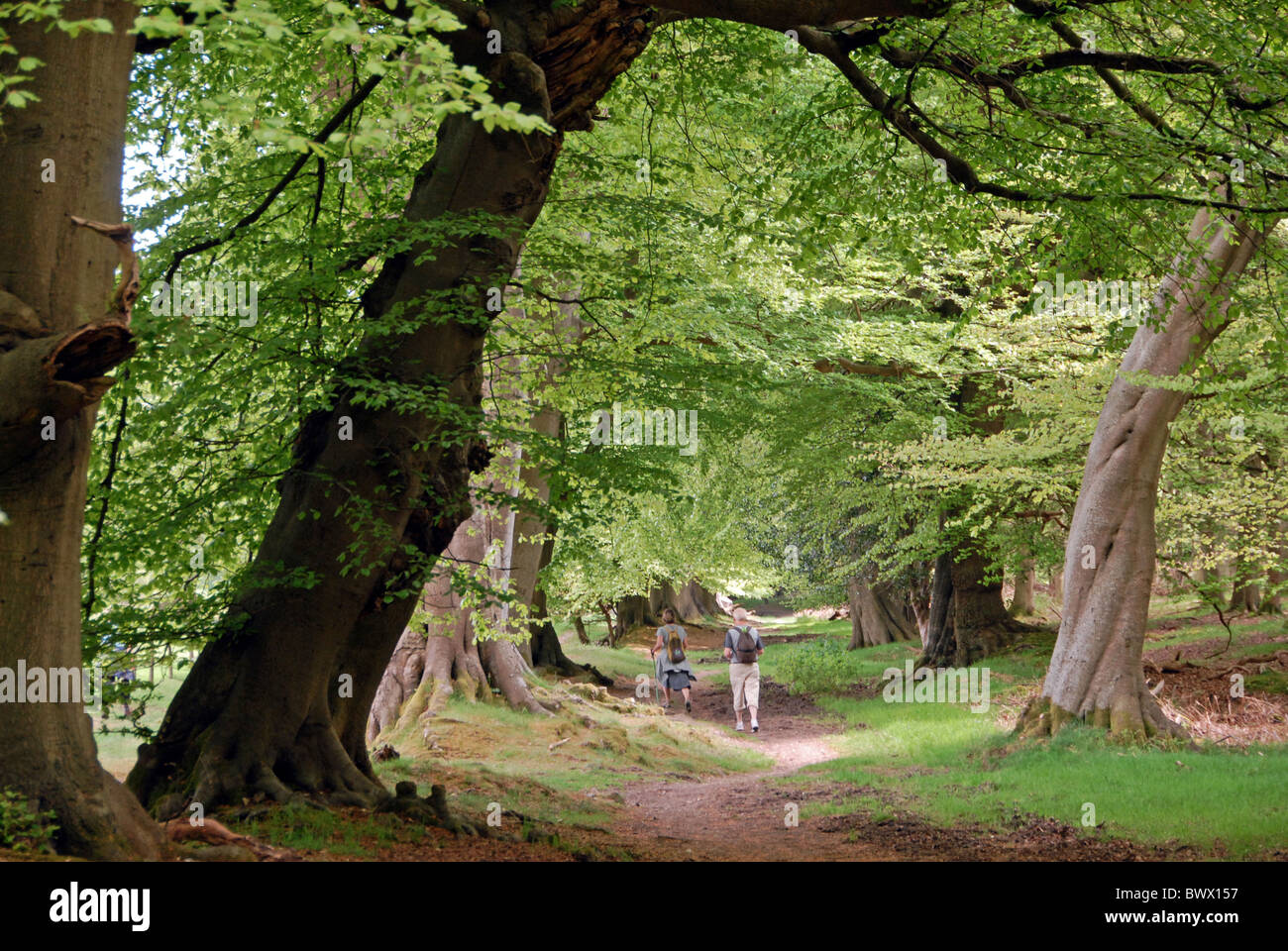Wood woodland forest beech trees walkers walking trunks trunk spring ...