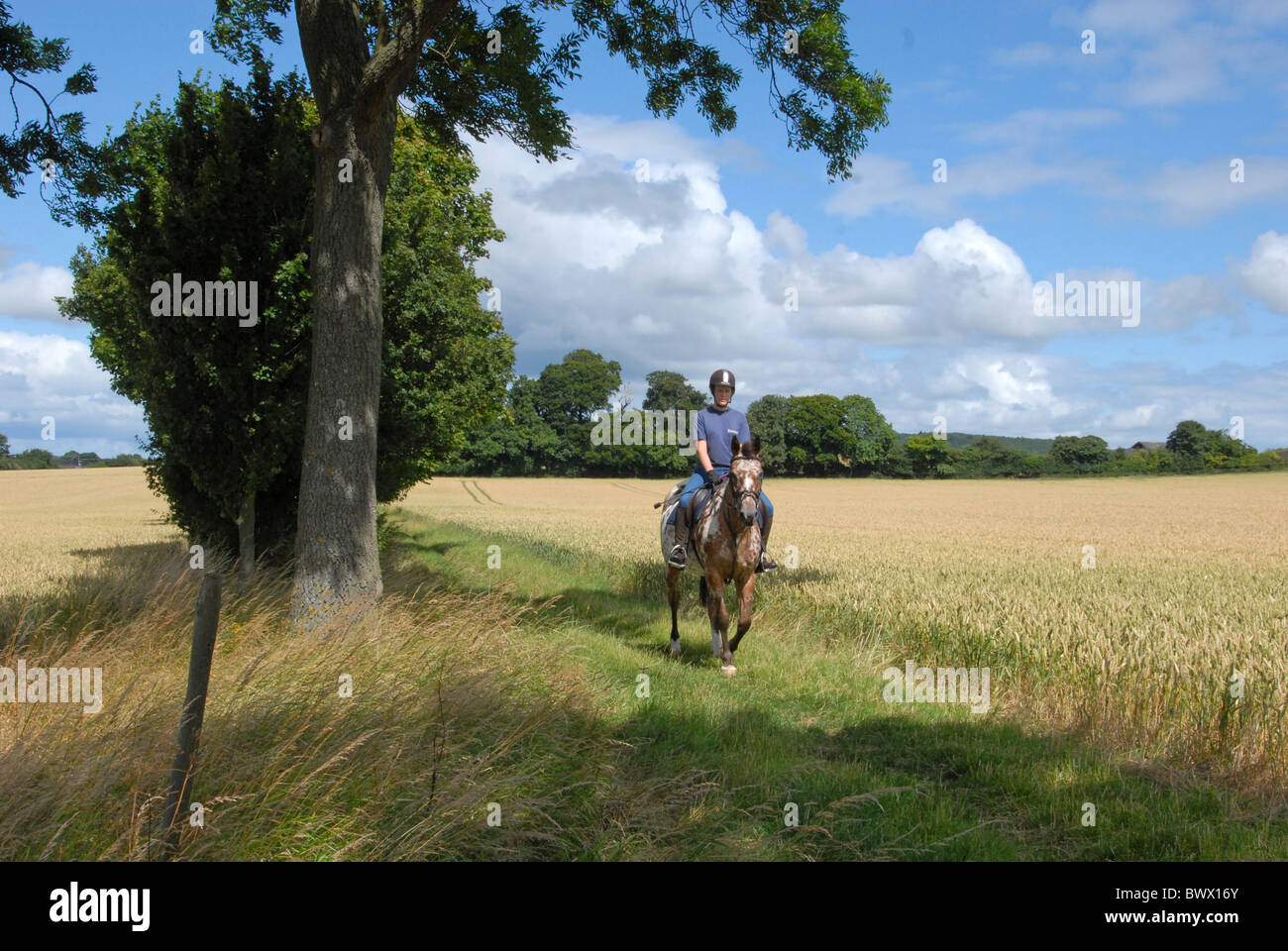 horserider horse rider countryside wheat field bridleway chilterns ...