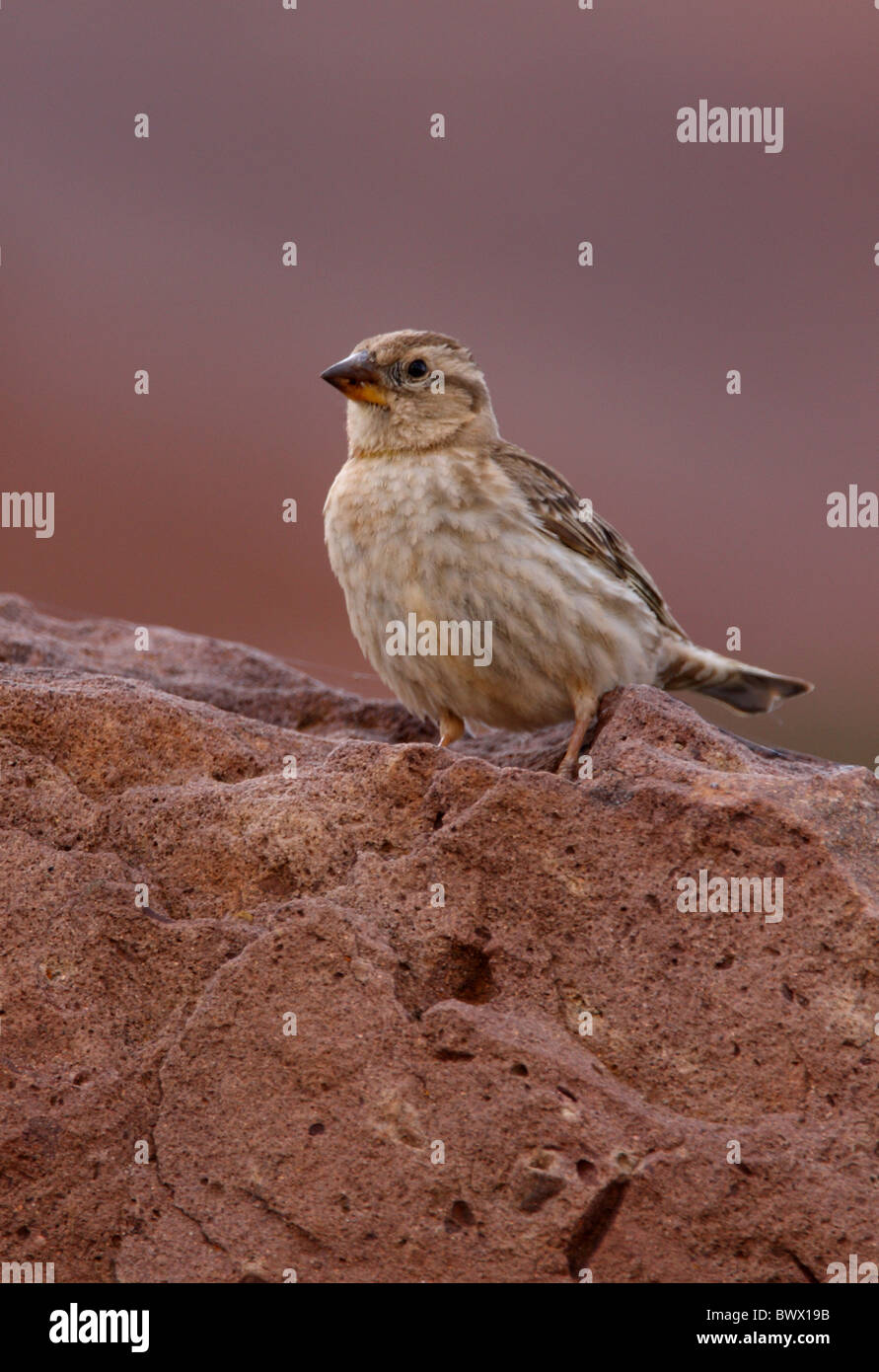 Rock Sparrow (Petronia petronia barbara) North African subspecies ...
