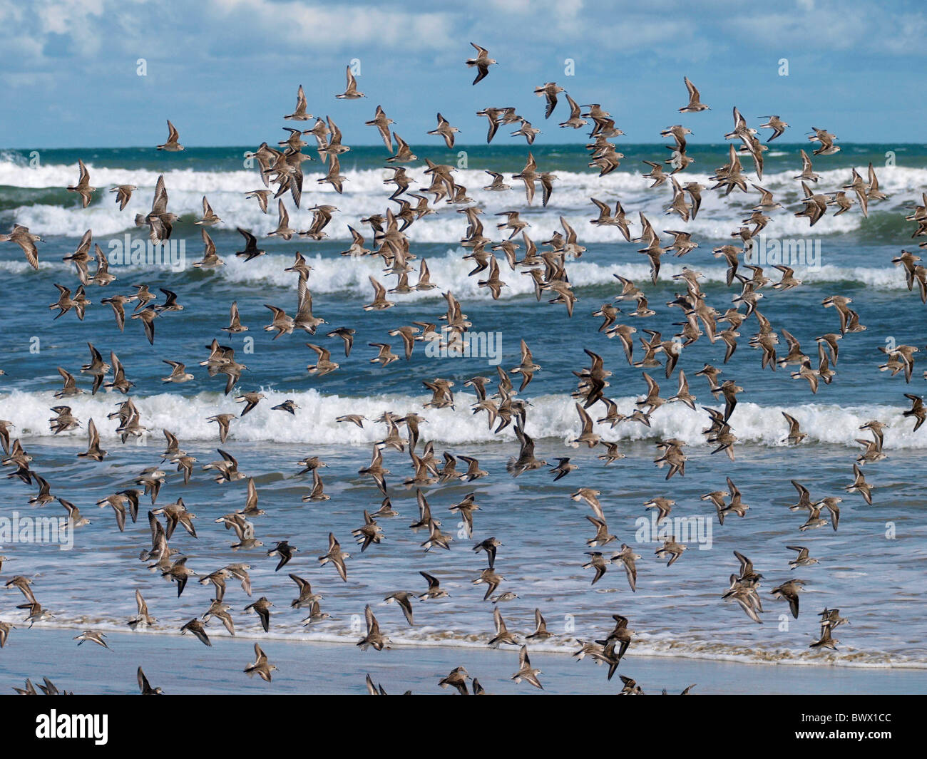 Goolwa australia hi-res stock photography and images - Alamy
