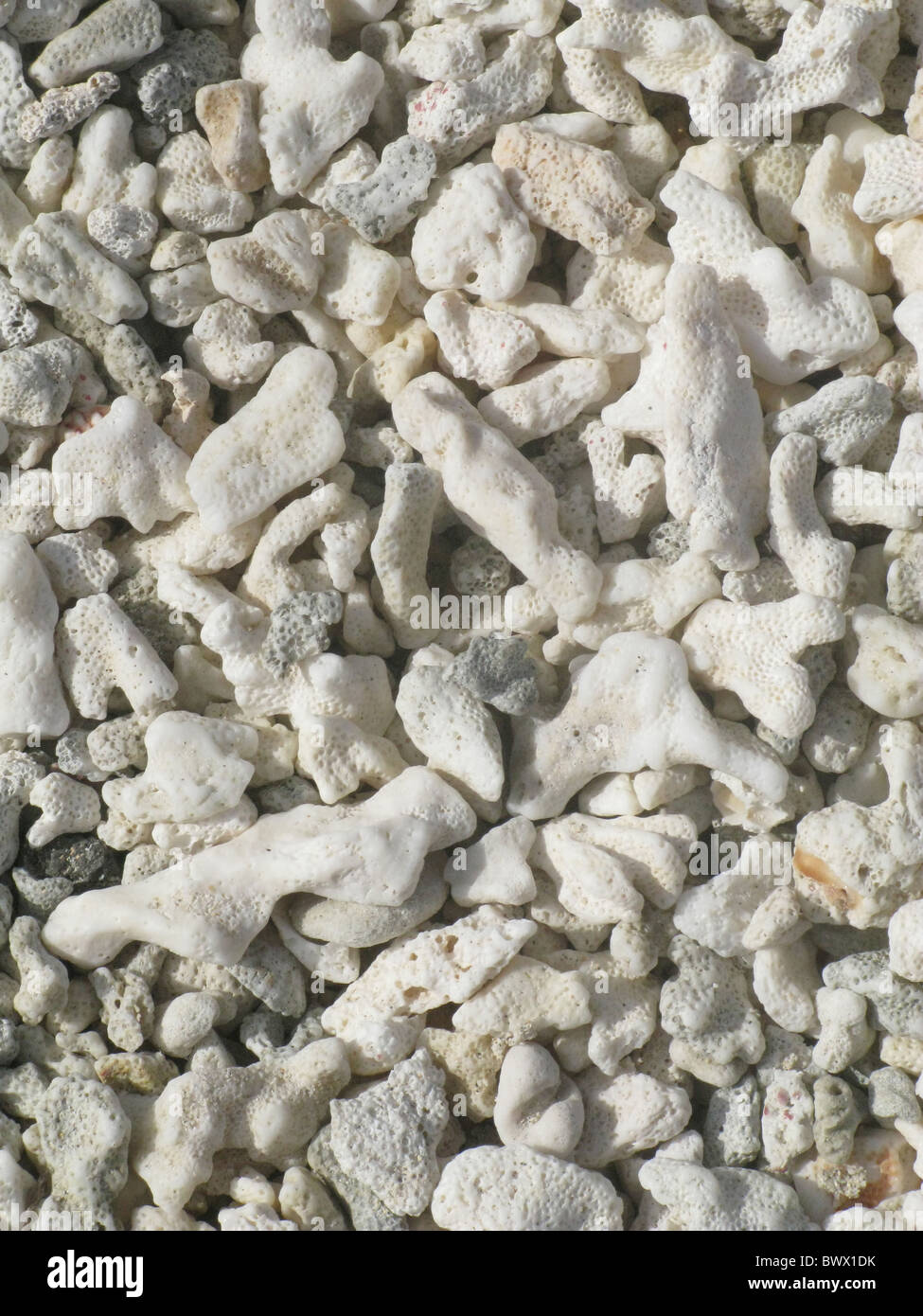 Close-up small pieces broken coral beach Stock Photo - Alamy